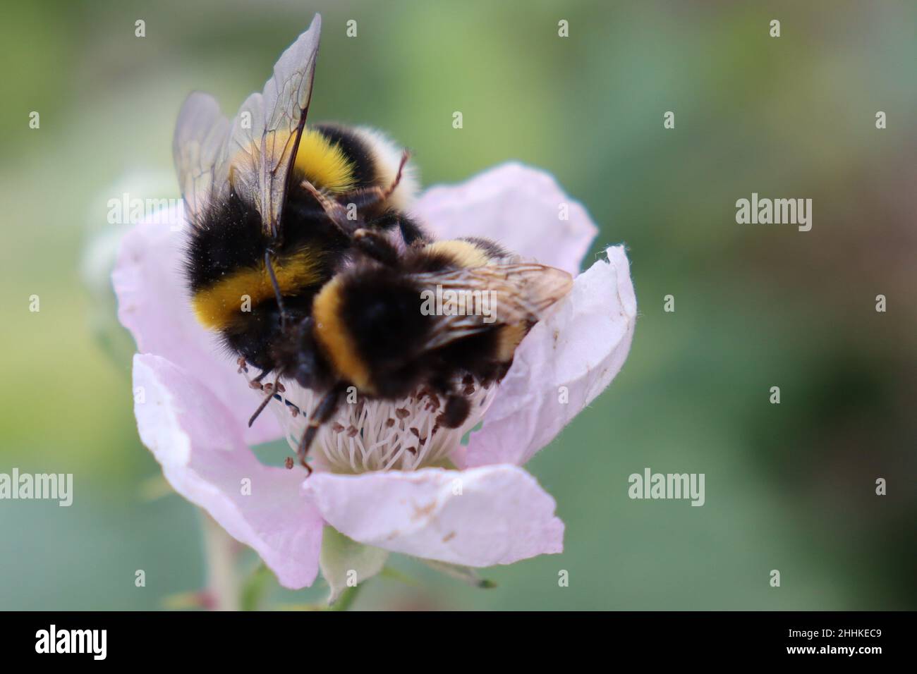Bee couple on a blossom Stock Photo - Alamy