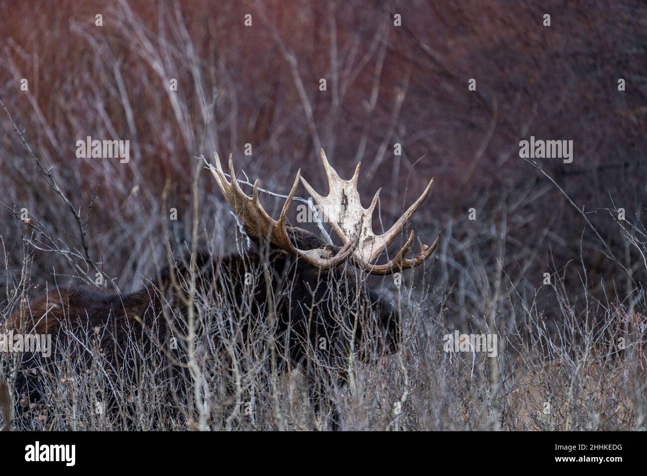 USA, Idaho, Bellevue, Bull moose walking trough bushes Stock Photo - Alamy