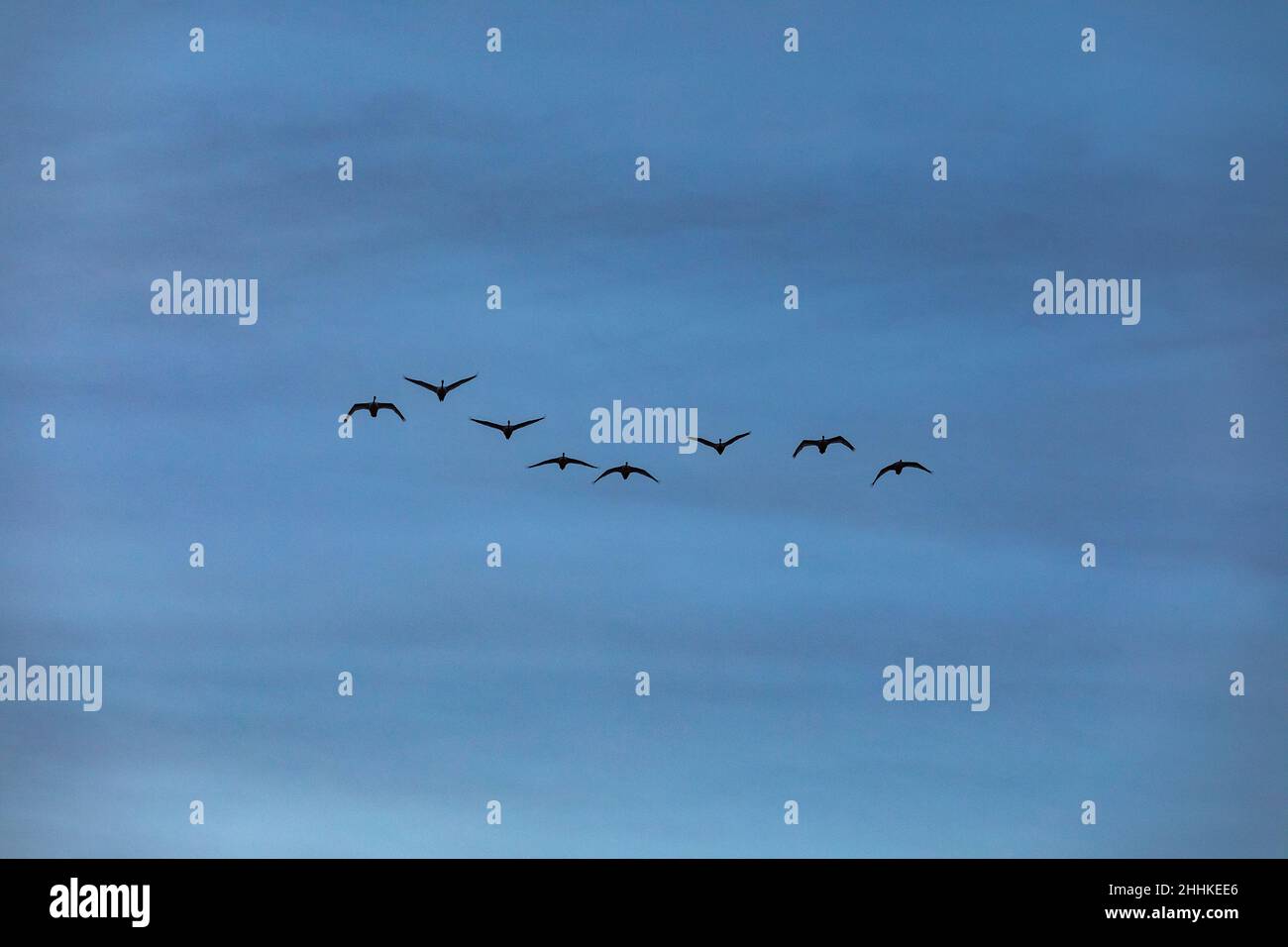 Trumpeter swans (Cygnus buccinator) migrating south Stock Photo - Alamy
