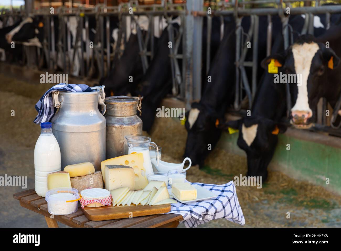 Dairy farm - table with dairy products in background of cows in stall ...