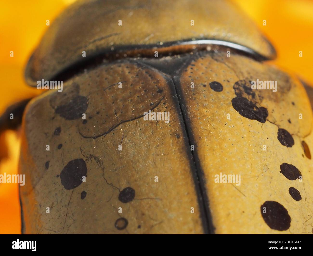 Macro of female Eastern Hercules Beetle brown shell with black spots ...