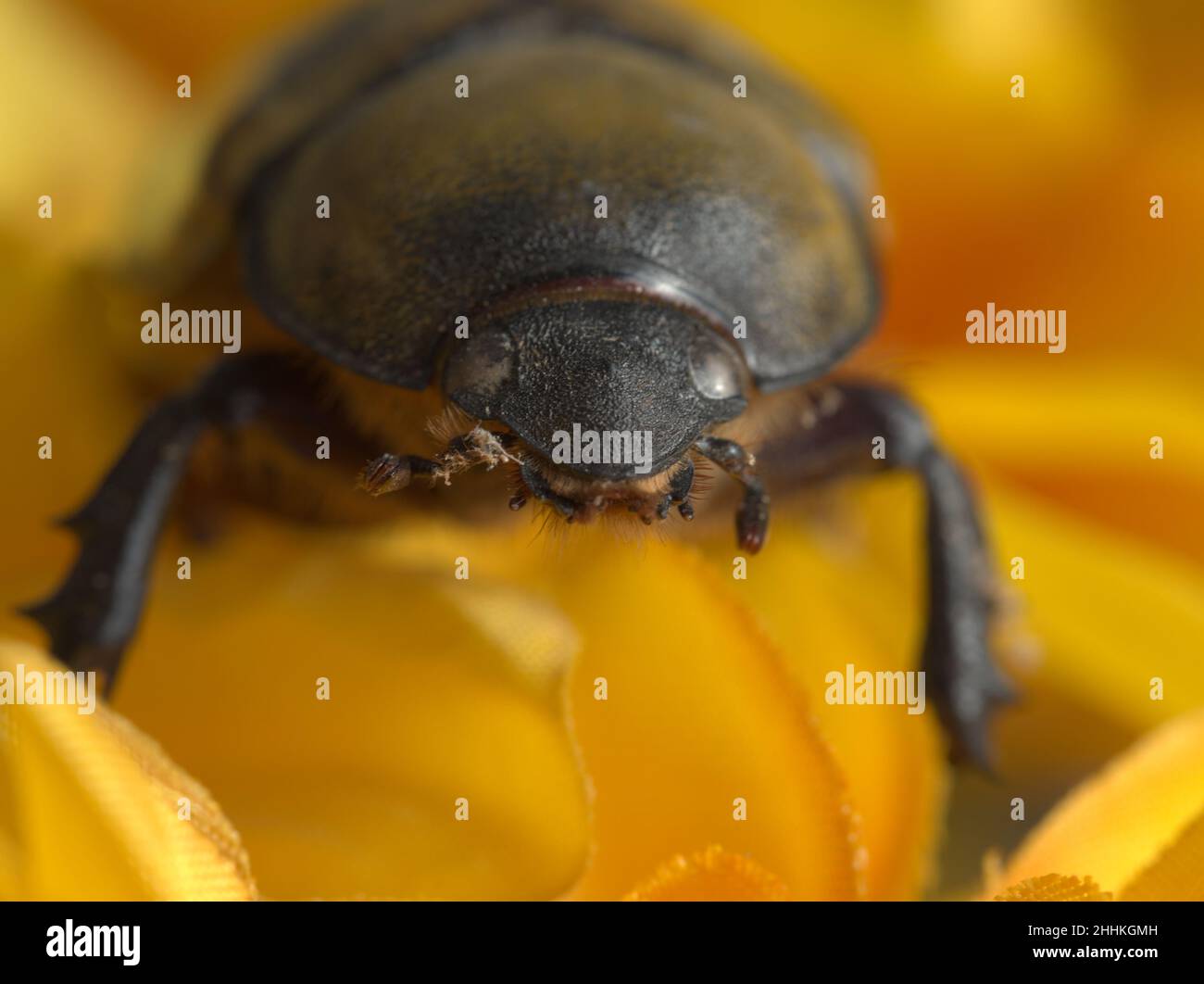 Macro of female Eastern Hercules Beetle head on yellow flower Stock ...