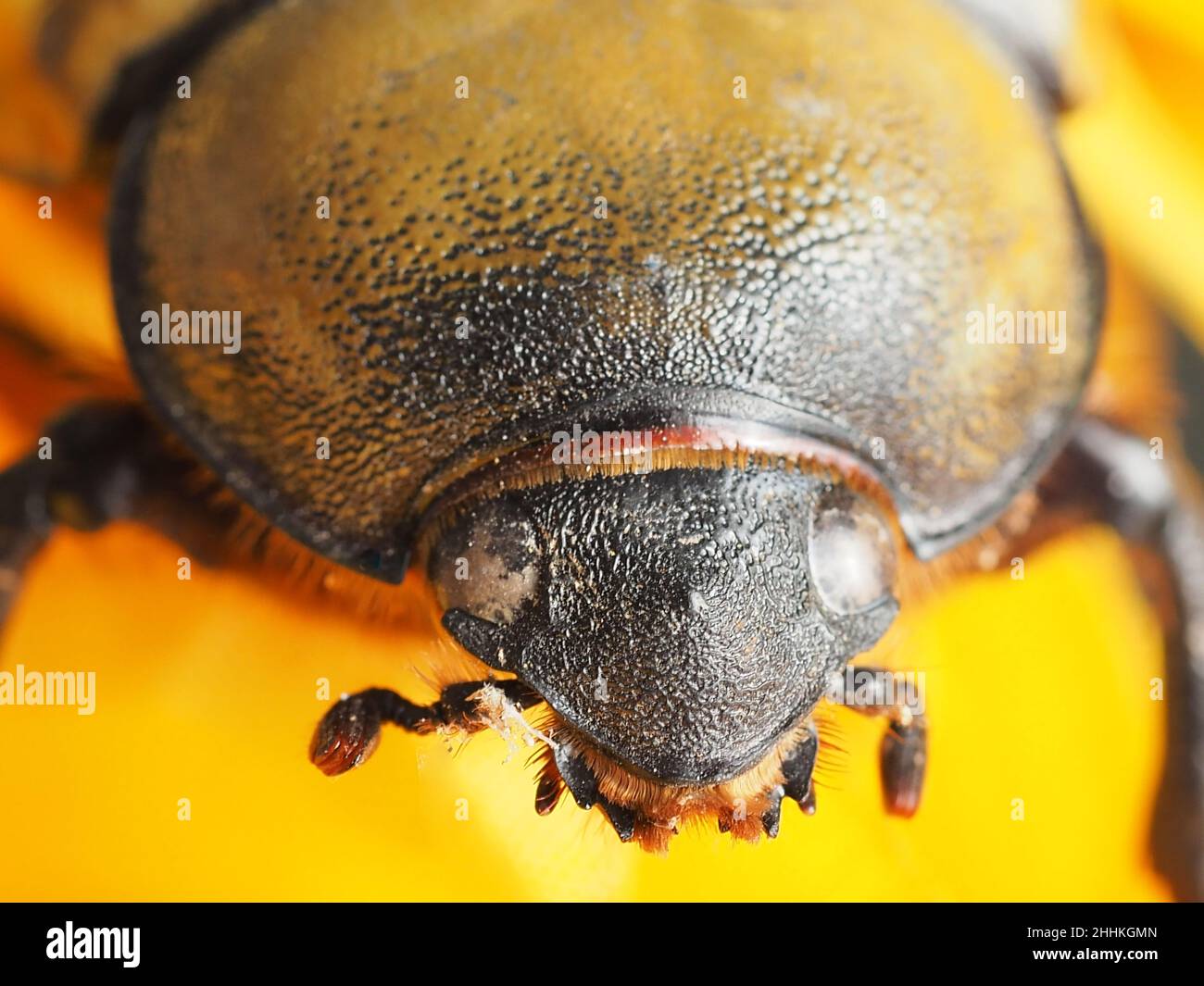 Macro of female Eastern Hercules Beetle head on yellow flower Stock ...