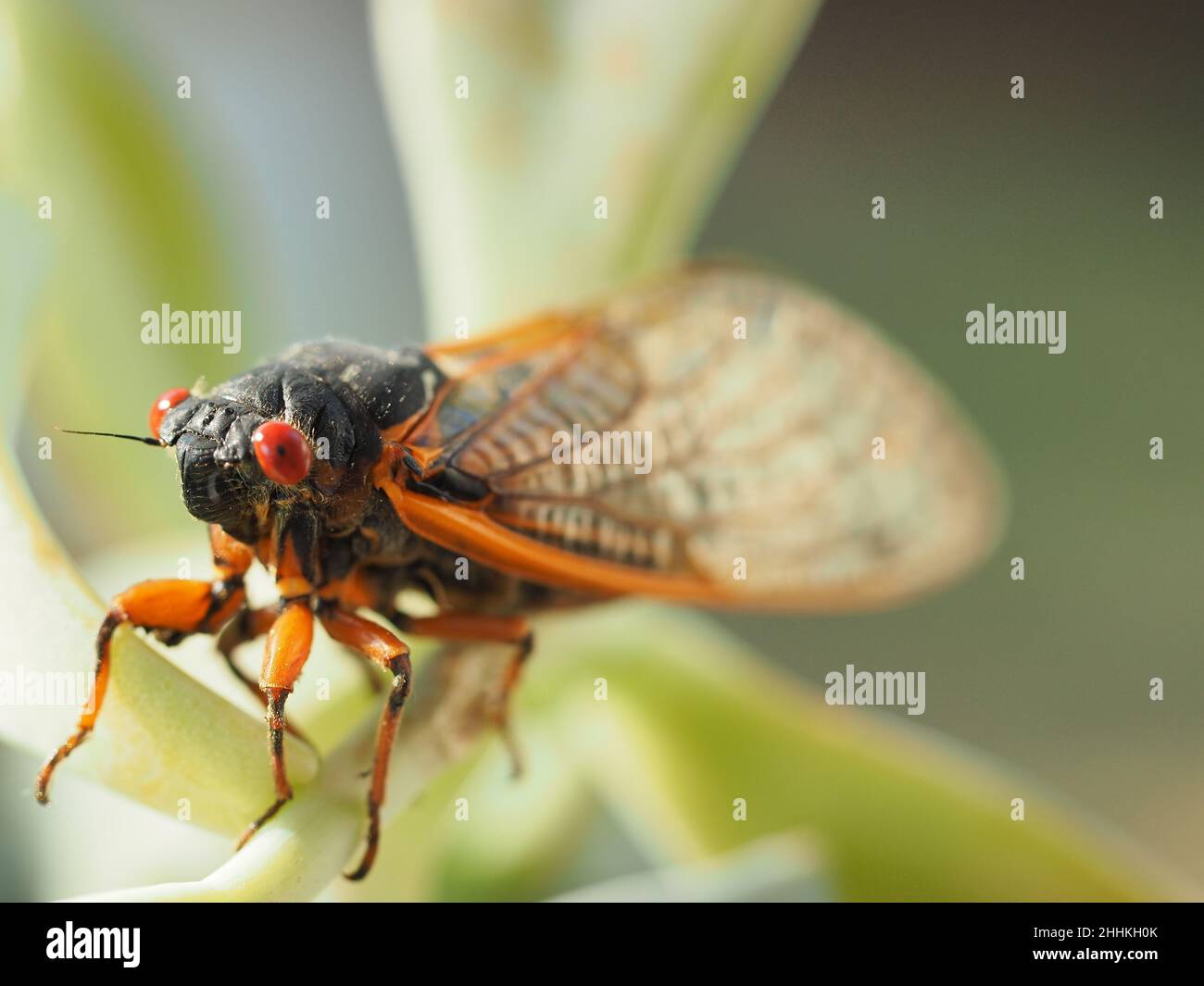 macro of a Cicada from 2021 on a green plant Stock Photo - Alamy