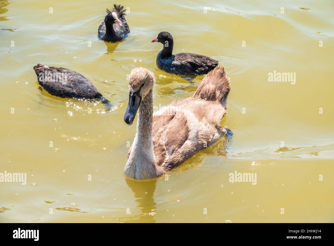 Beautiful baby cygnet mute swan fluffy grey and white chicks ...