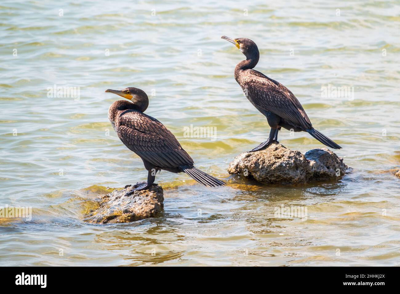 Two Great cormorants, Phalacrocorax carbo, standing on a stone on the ...