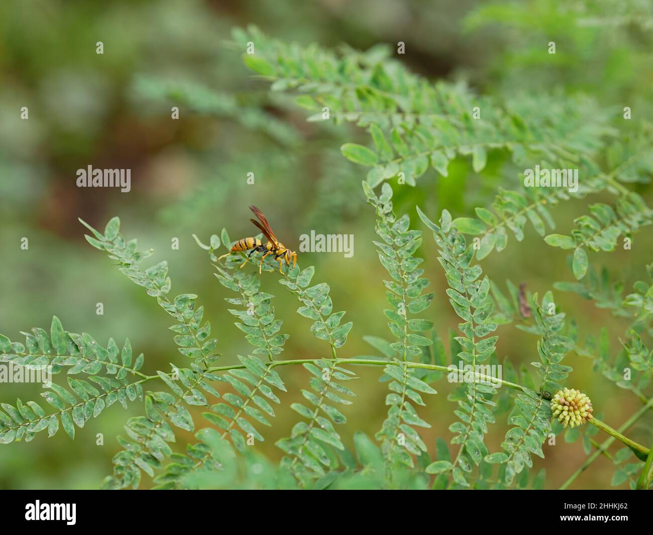 Asian paper wasp hi-res stock photography and images - Alamy