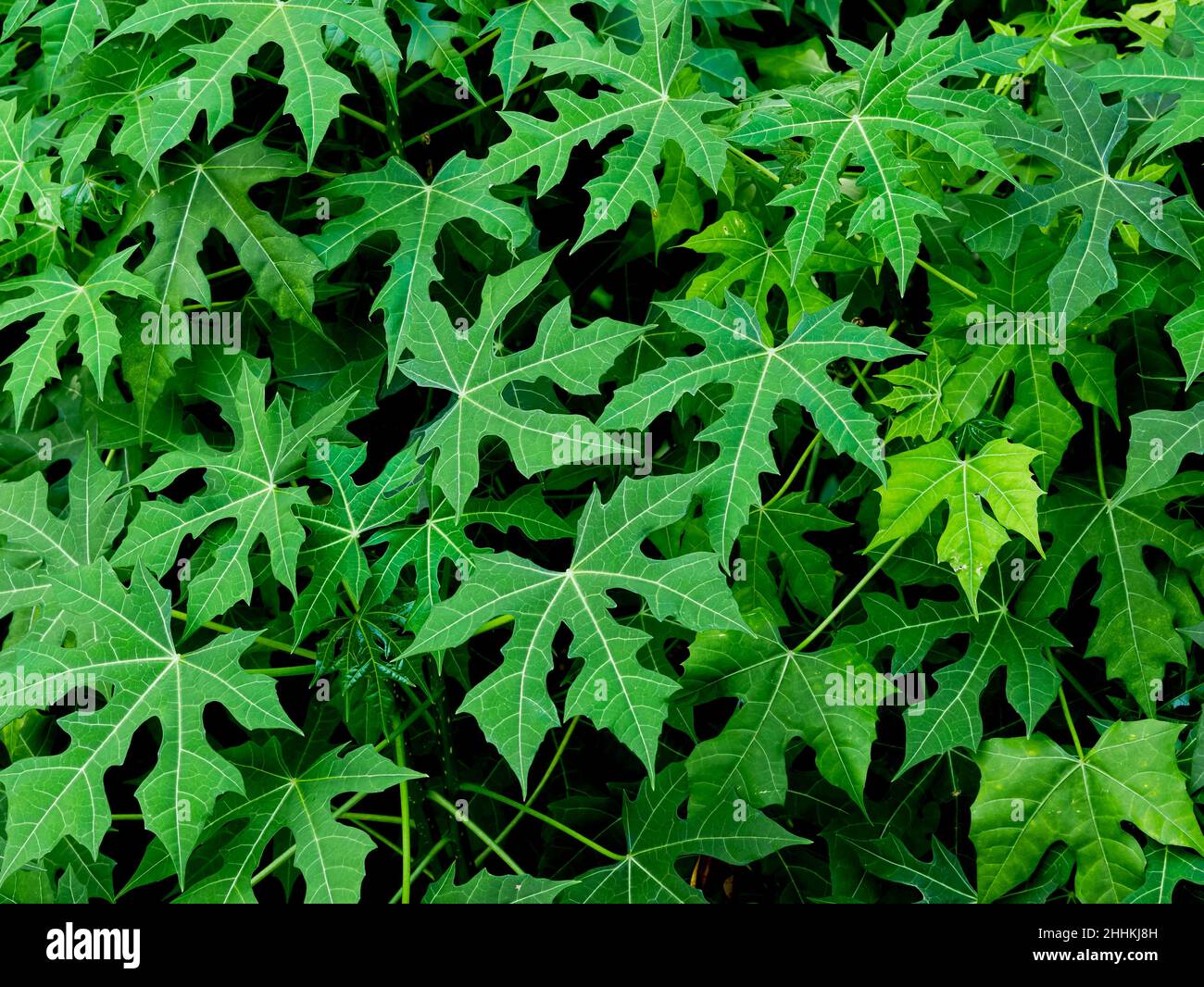 Green chaya leaves tropical hi-res stock photography and images - Alamy