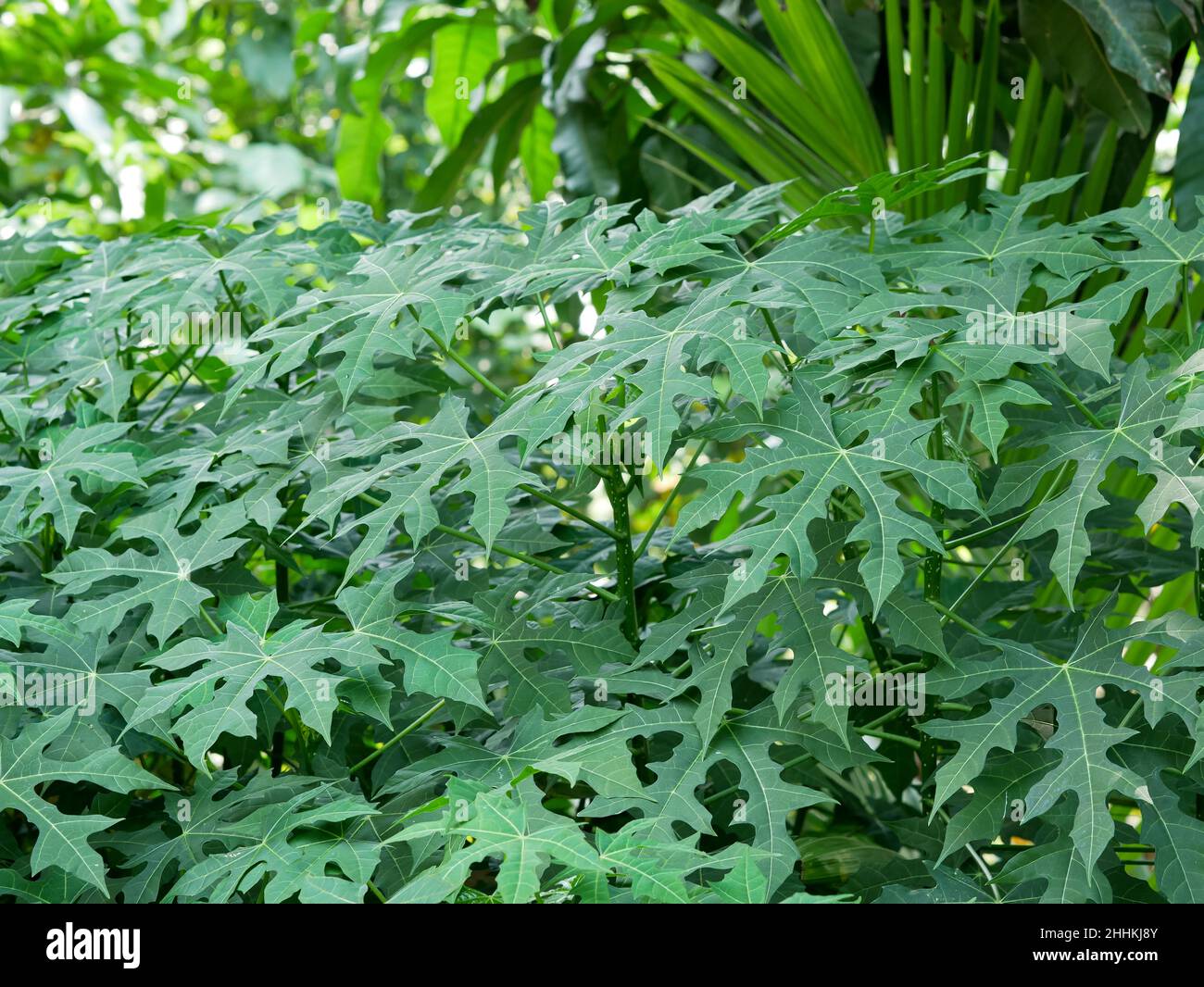 green chaya leaves. nature tropical plant Stock Photo - Alamy
