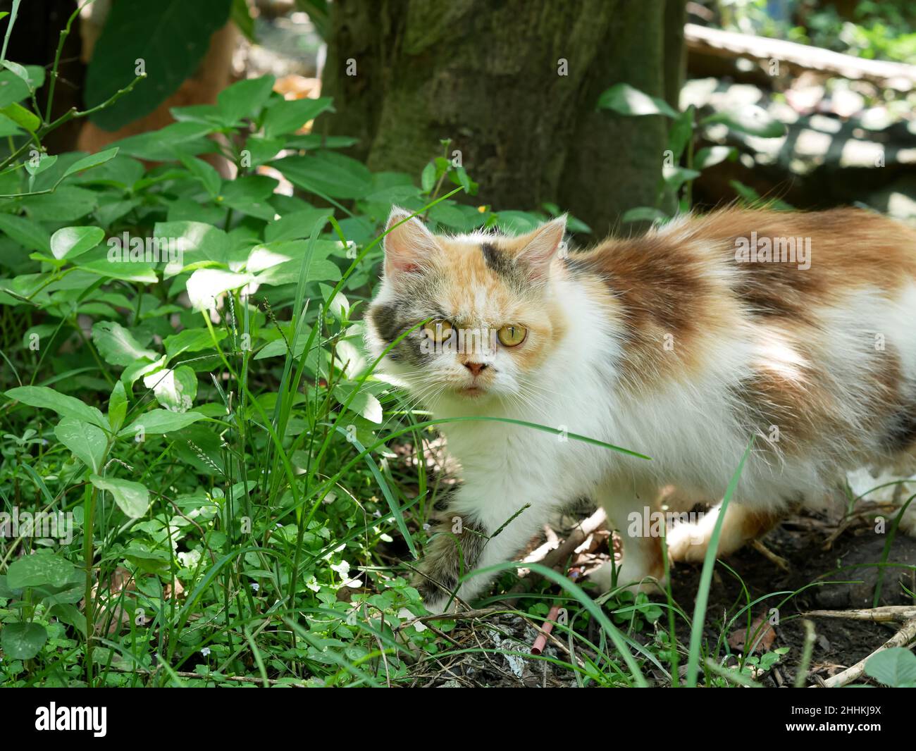 cute calico cat in the yard. black orange cat in nature Stock Photo - Alamy