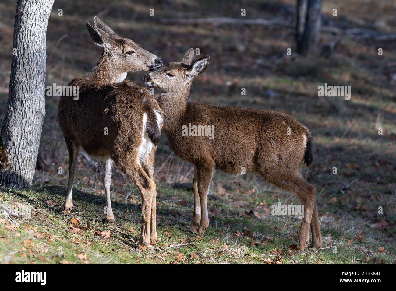 White-tailed Deer in the Wilderness. Oregon, Ashland, Cascade Siskiyou ...