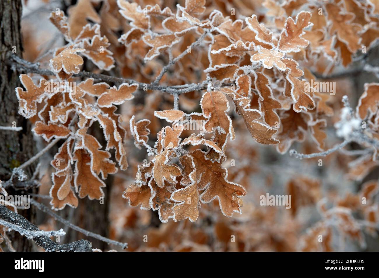 Scrub oak hi-res stock photography and images - Alamy