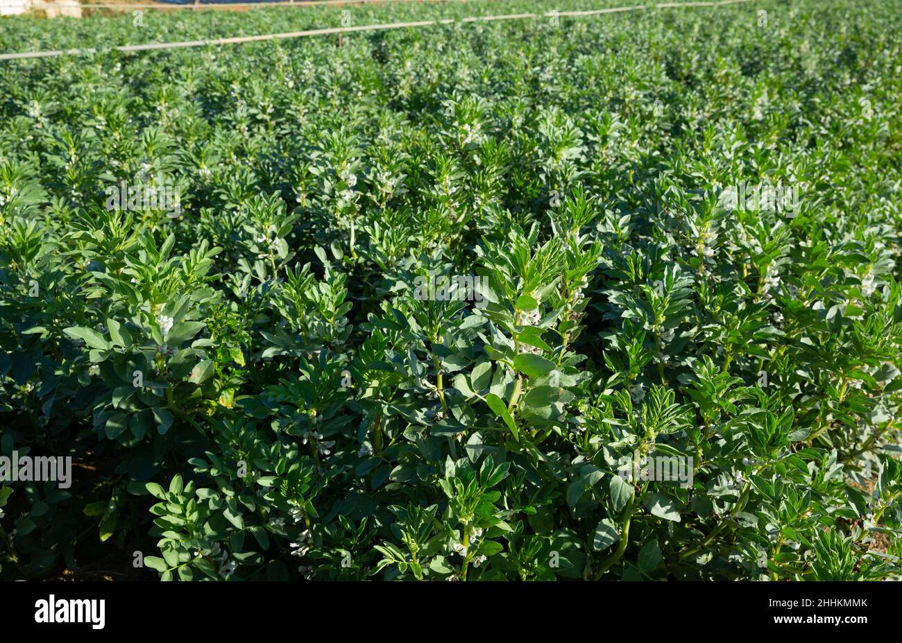 Flower sprouts fava beans growing on the plantation Stock Photo - Alamy