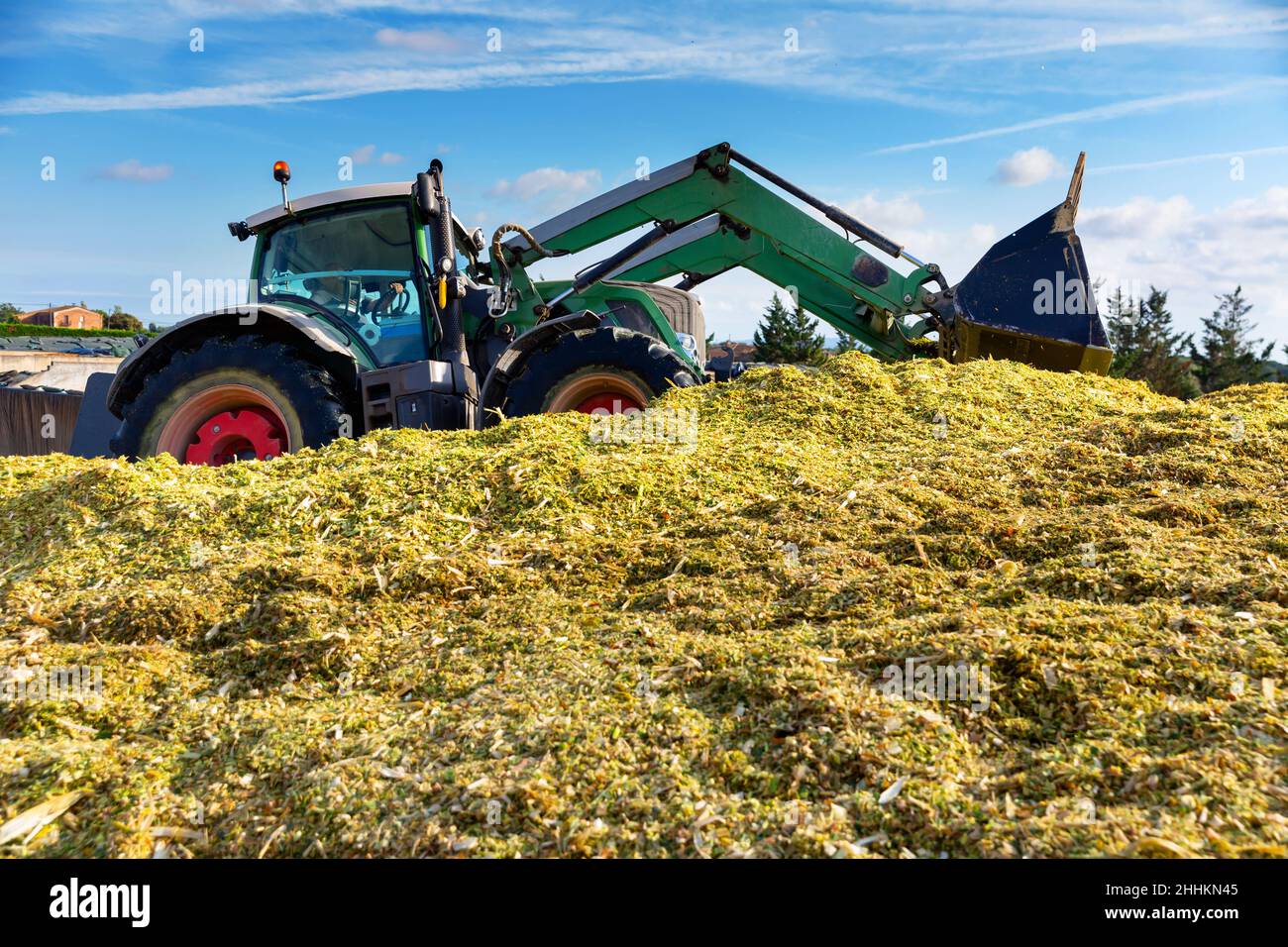 Harvesting of silage Stock Photo - Alamy