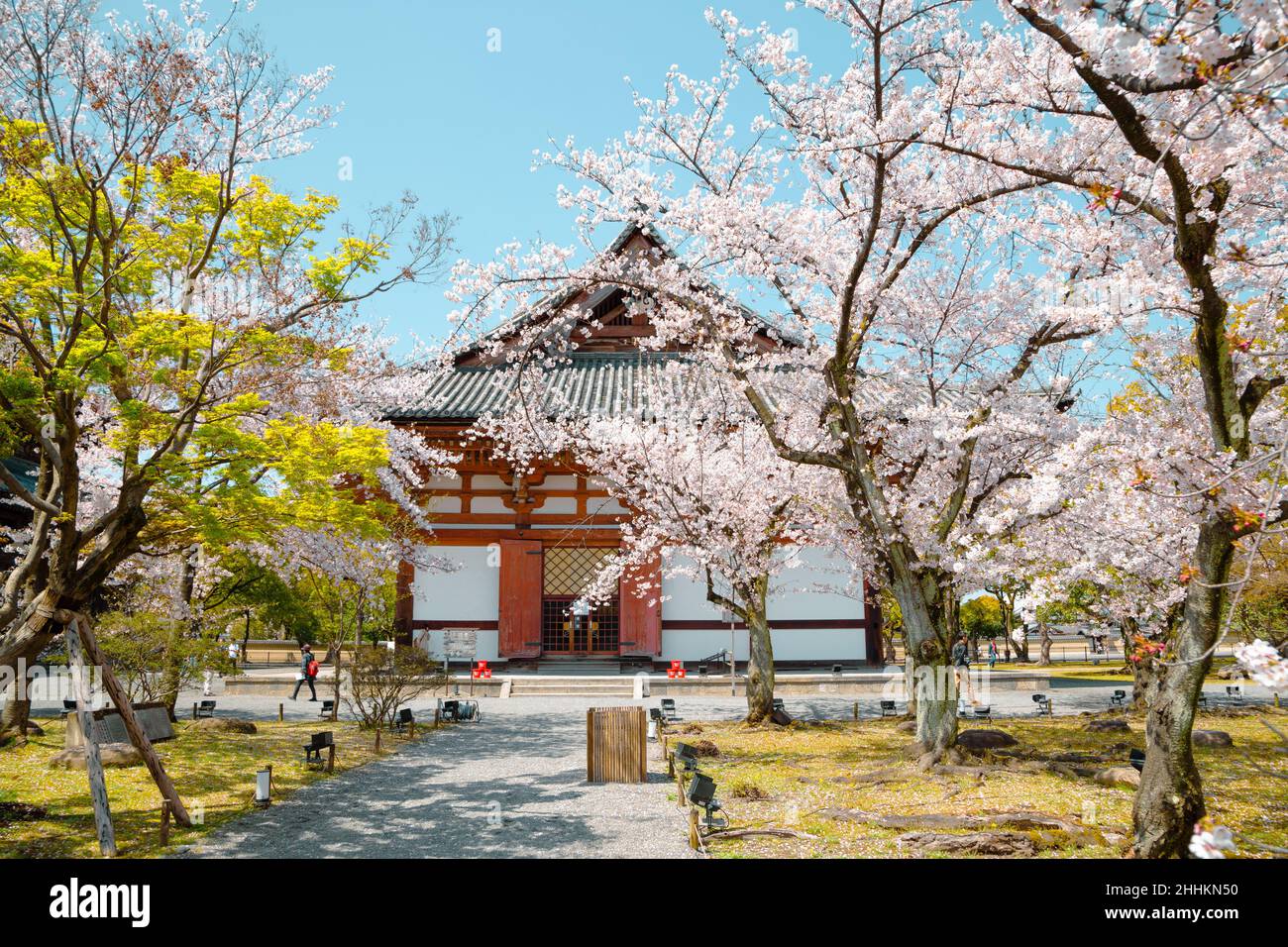 Toji temple with cherry blossoms at spring in Kyoto, Japan Stock Photo ...