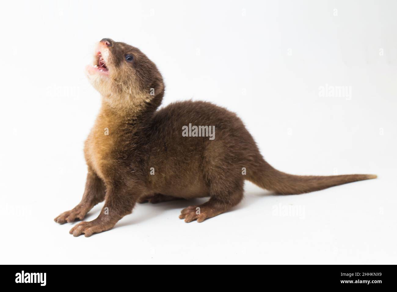 Asian small-clawed otter, also known as the oriental small-clawed otter ...
