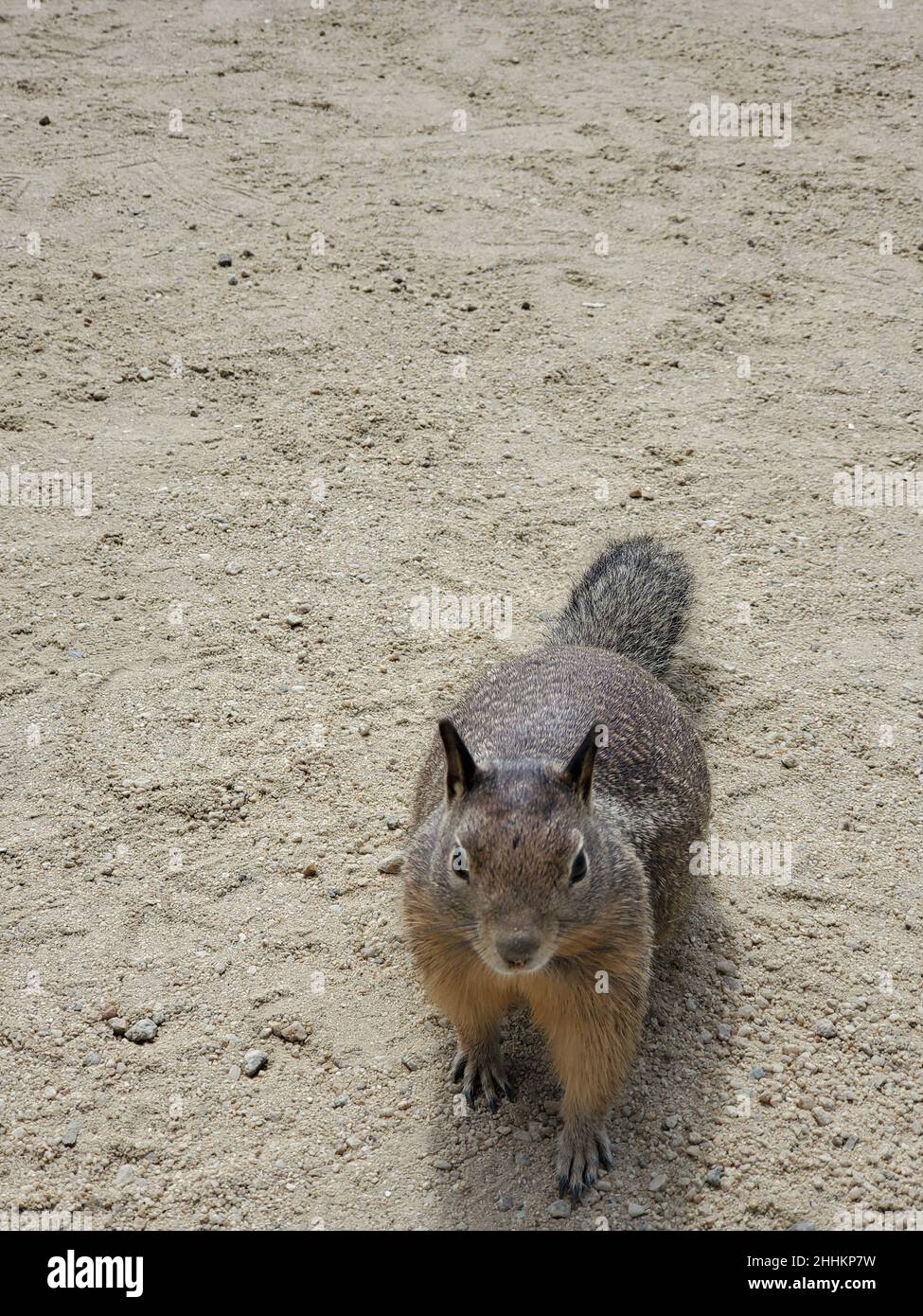 Famously inquisitive ground squirrels are visible along 17 Mile Drive ...