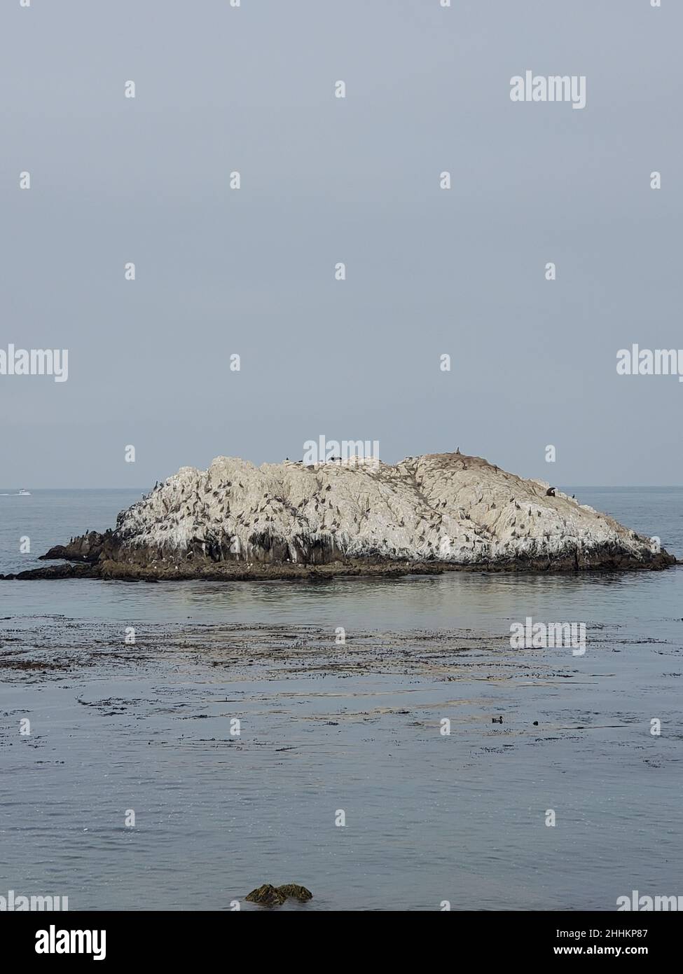 Close-up of Bird Rock, a rocky outcropping which is a major roosting ...