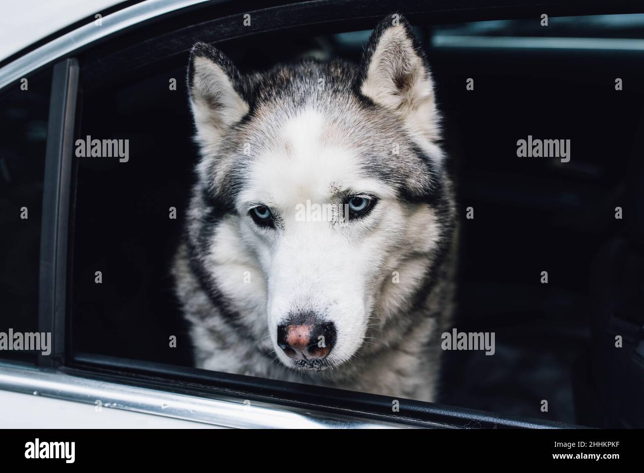 beautiful Siberian husky dog in backseat of car ready for a ride Stock ...
