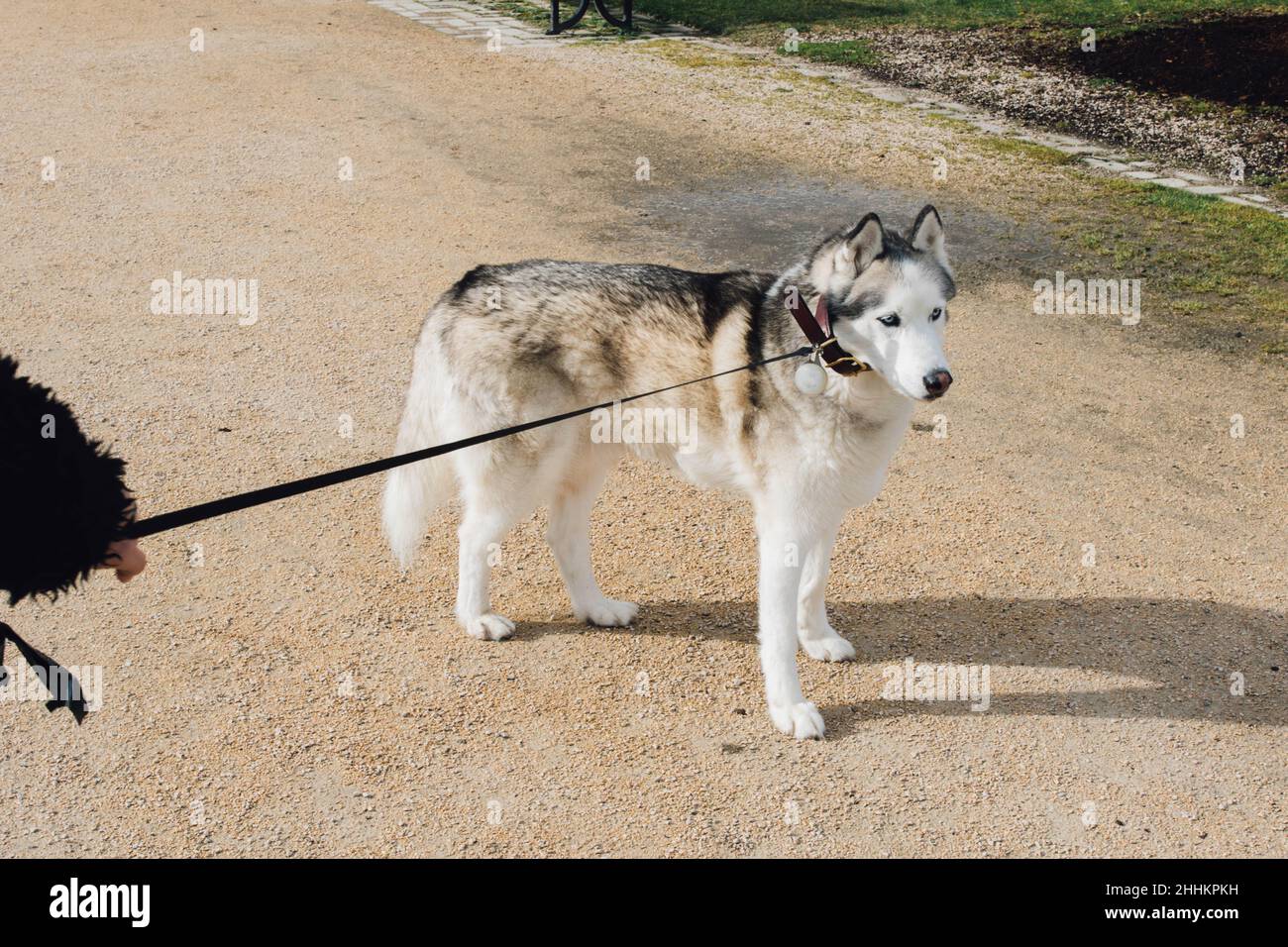 Refusing to walk hi-res stock photography and images - Alamy
