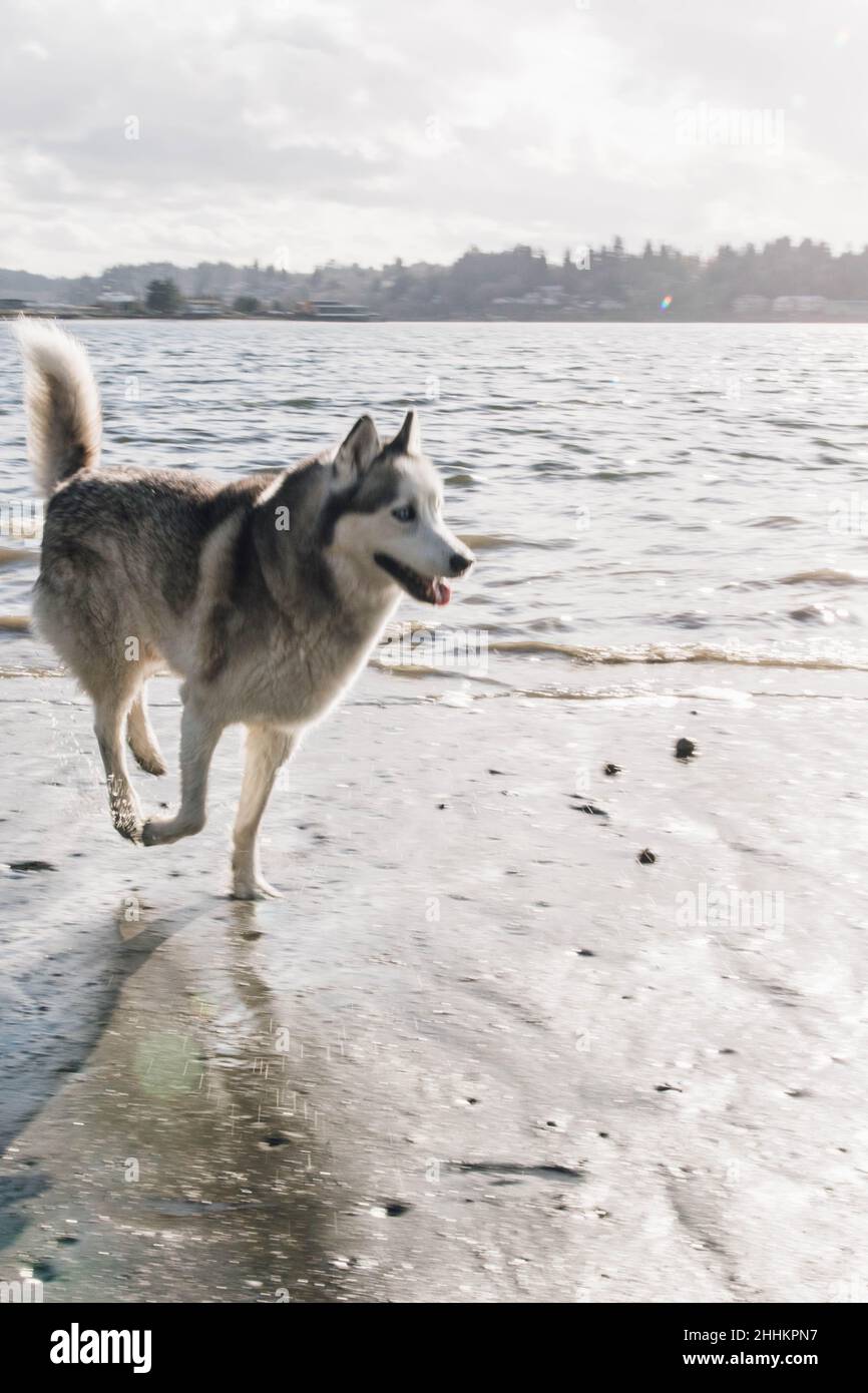 Siberian Husky dog on beach Stock Photo - Alamy
