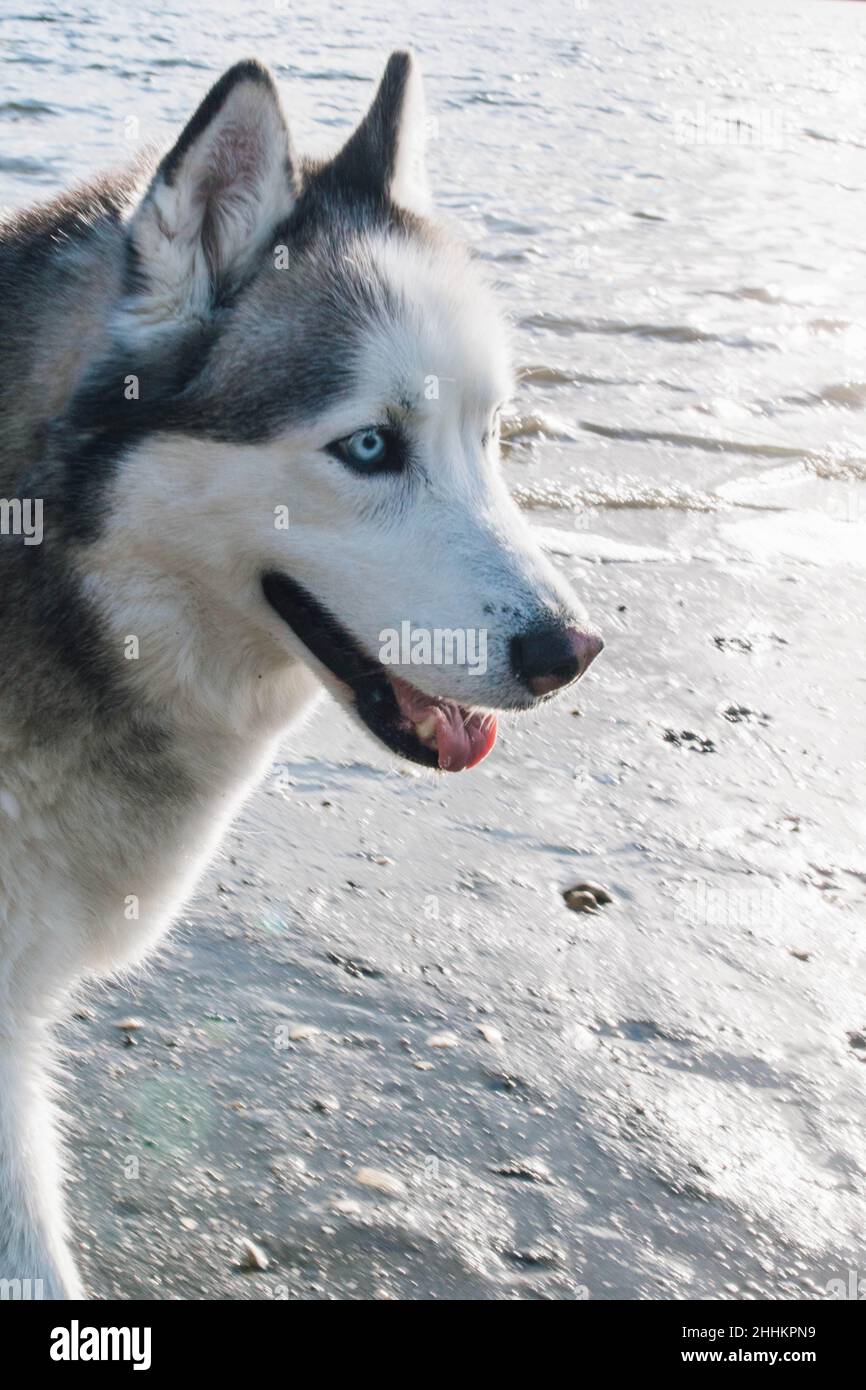 Siberian Husky dog on beach Stock Photo - Alamy