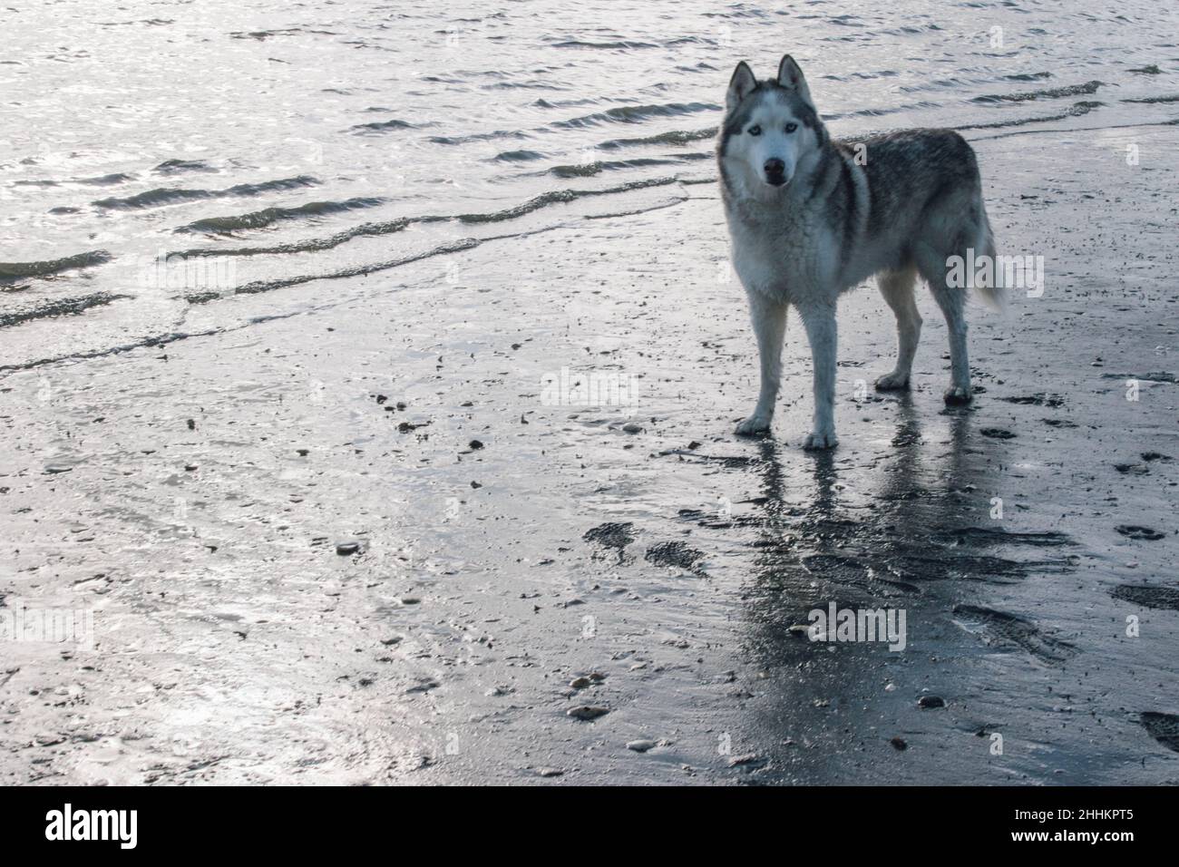 Siberian Husky dog on beach Stock Photo - Alamy
