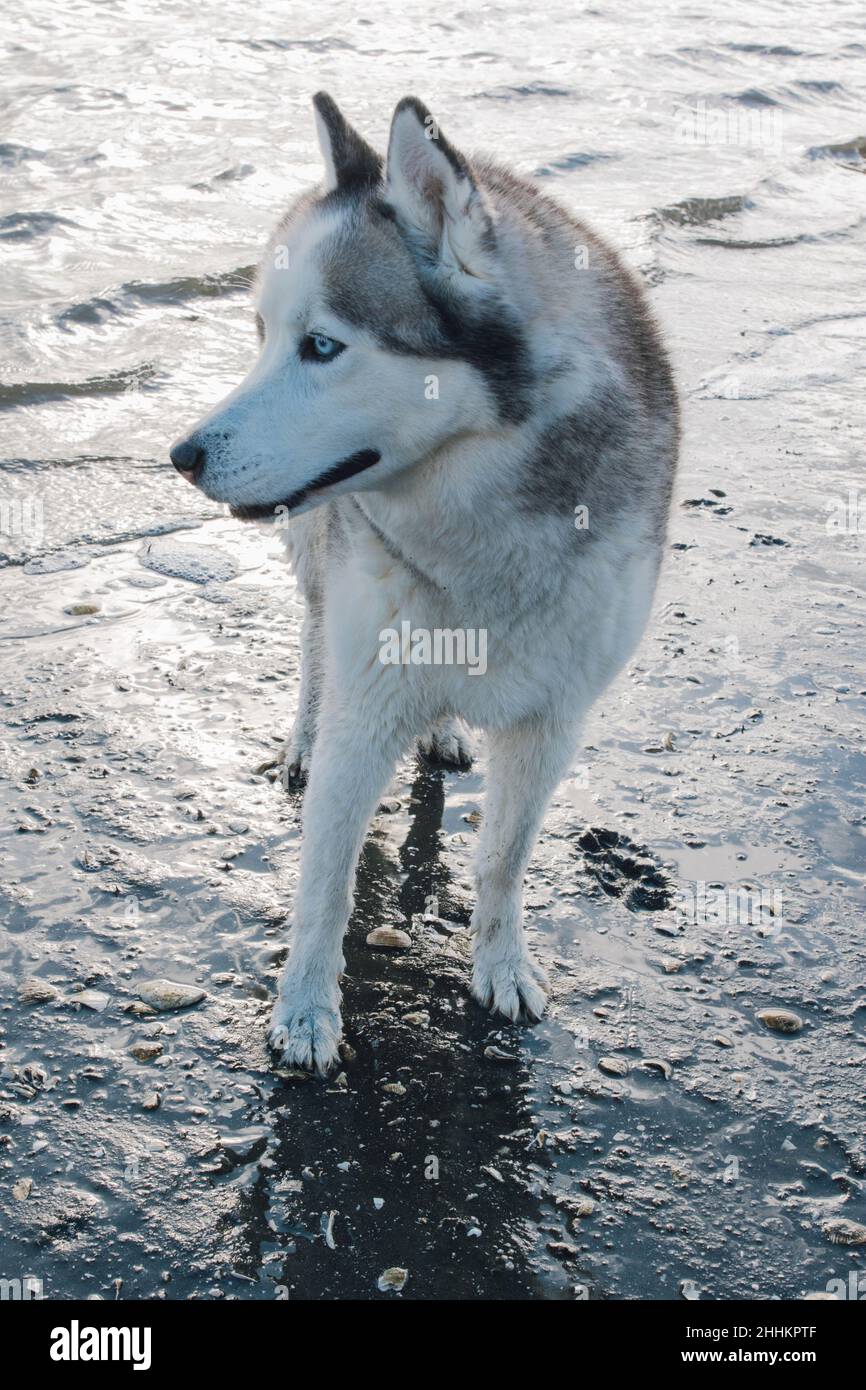 Siberian Husky dog on beach Stock Photo - Alamy