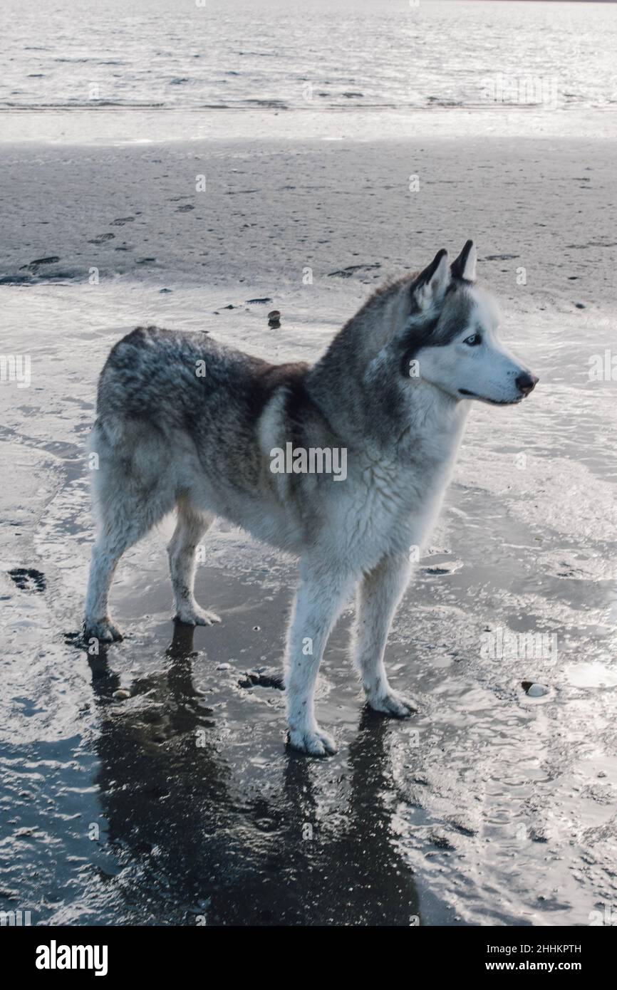 Siberian Husky dog on beach Stock Photo - Alamy