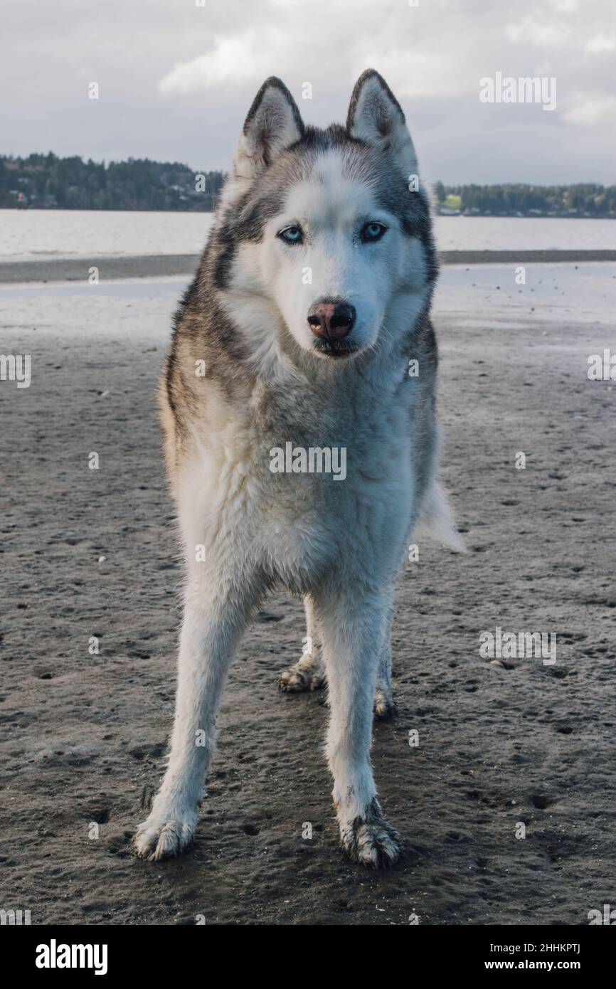 Siberian Husky dog on beach Stock Photo - Alamy