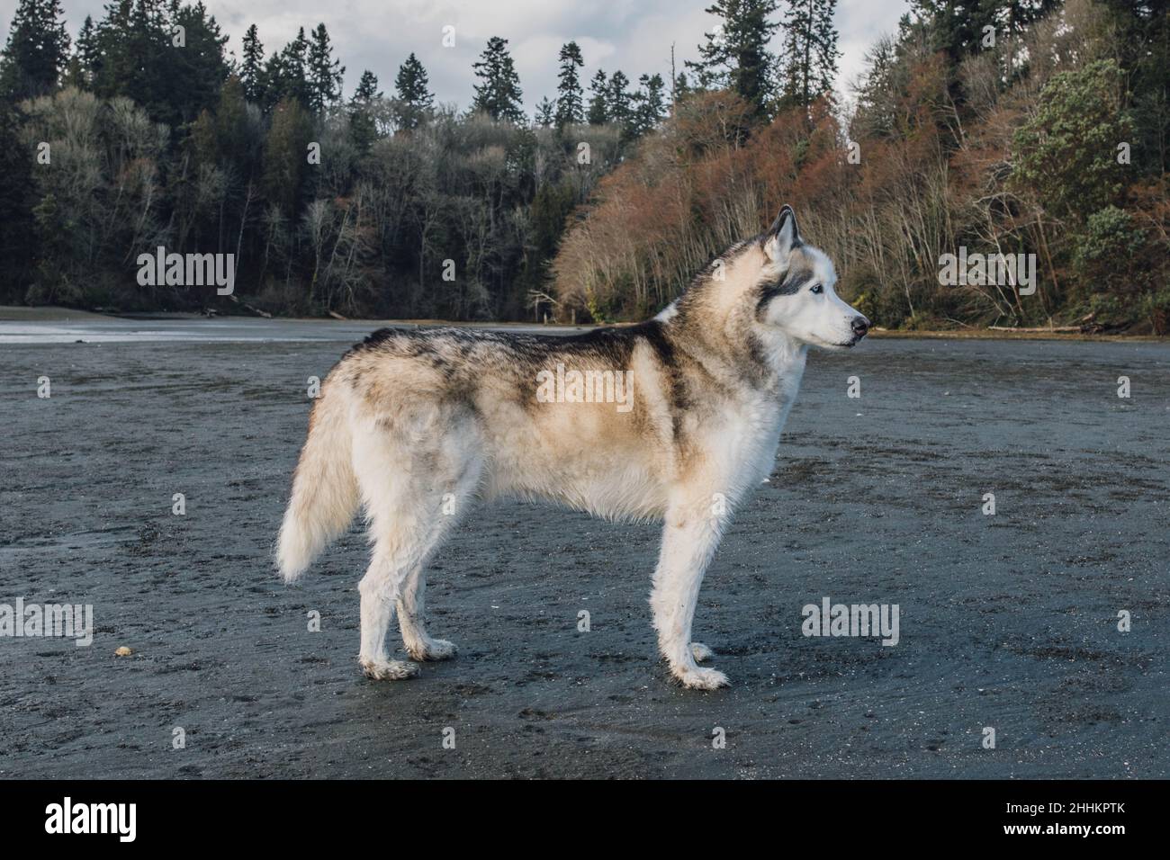 Siberian Husky dog on beach Stock Photo - Alamy