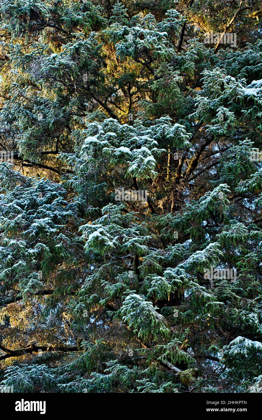 Giant old growth spruce tree in winter in Southeast Alaska with warm ...