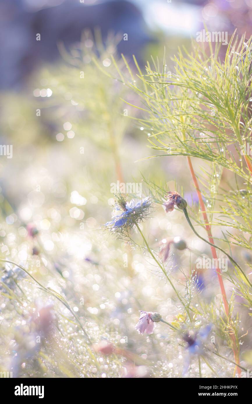 Rain drops shimmer on a field of wild flowers Stock Photo - Alamy