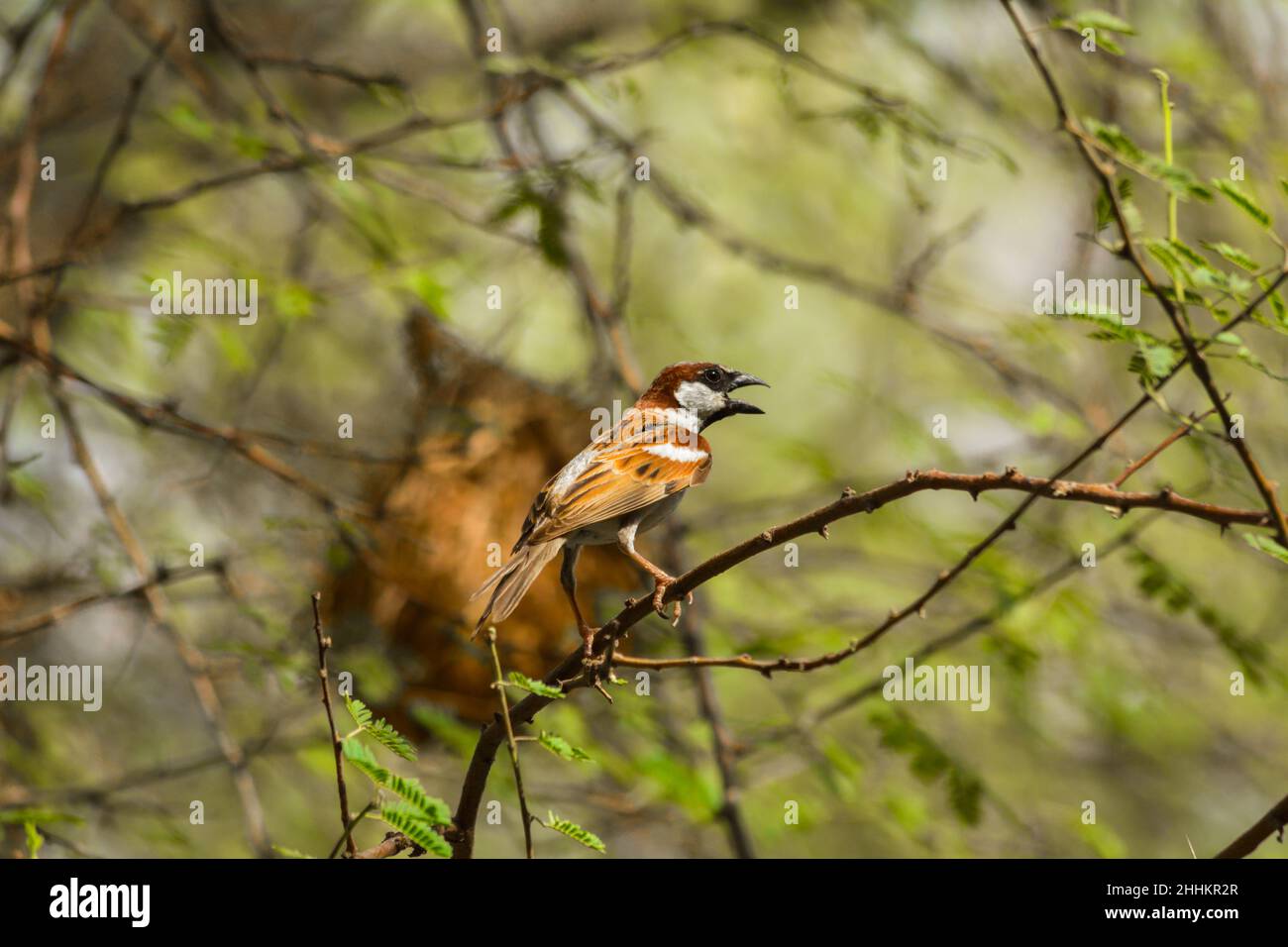 Pretty sparrow hi-res stock photography and images - Alamy