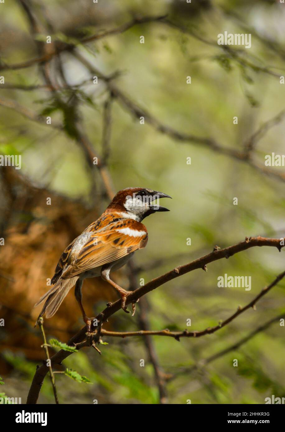 Pretty sparrow hi-res stock photography and images - Alamy