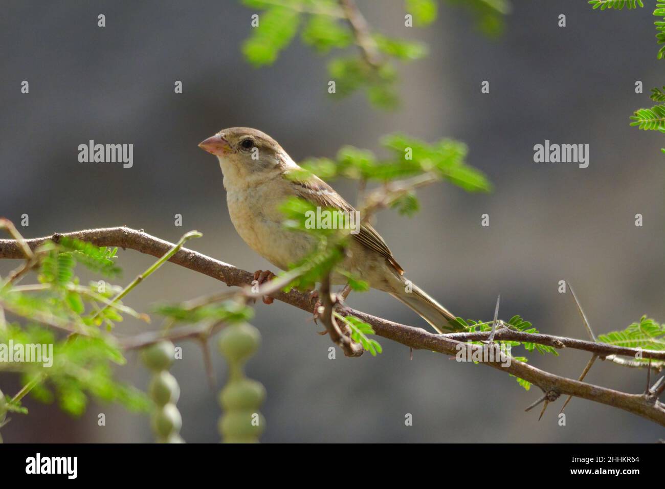 Little sparrow bird sitting alone Stock Photo - Alamy