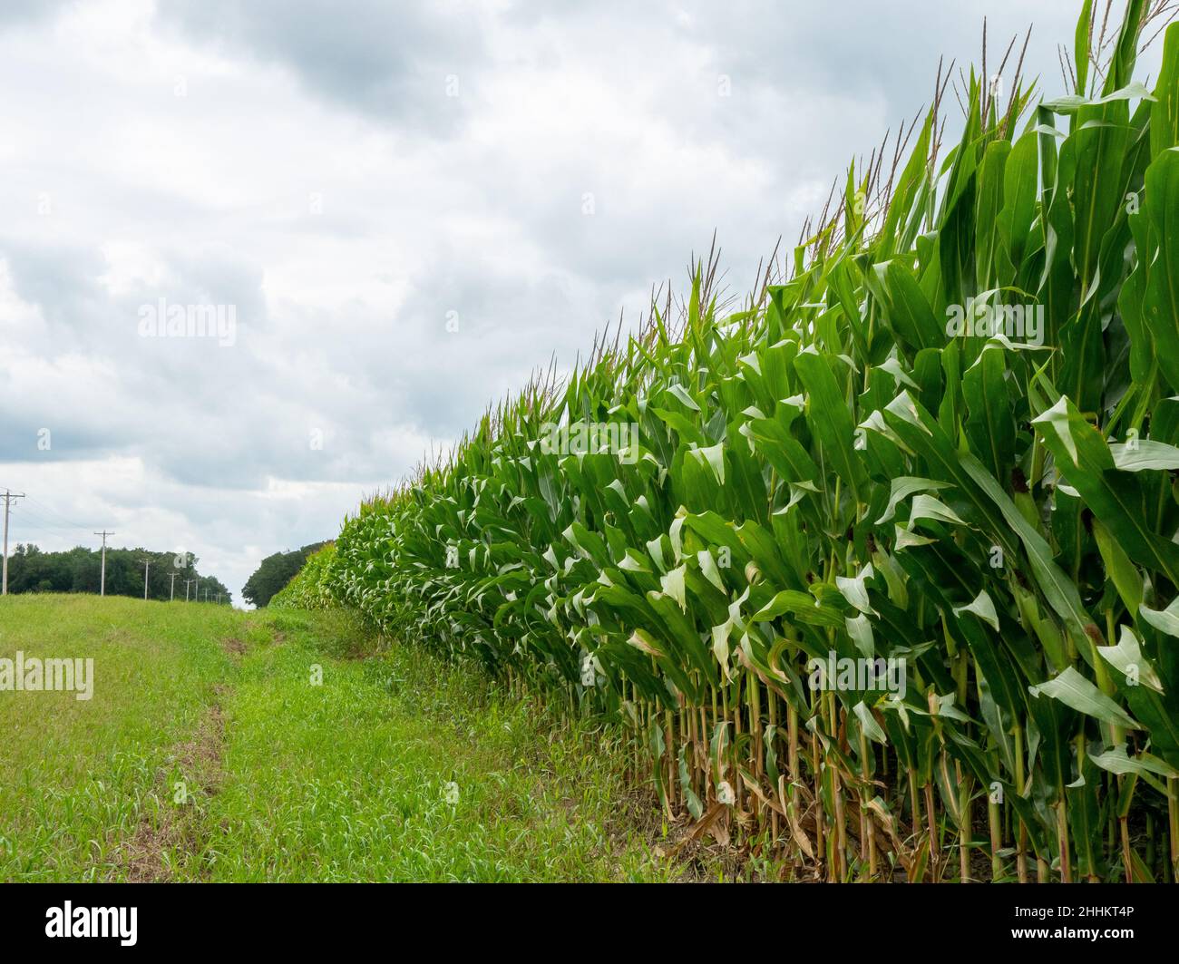Edge of cornfield with corn stalks, leaves and tassels waving in the ...