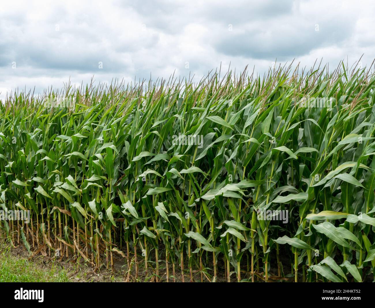 Edge of cornfield with corn stalks, leaves and tassels waving in the ...