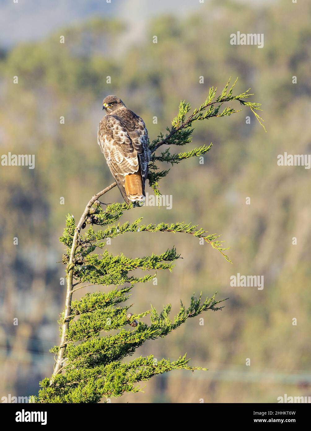 Red-tailed Hawk at Point Bonita, Marin County, California, USA Stock ...