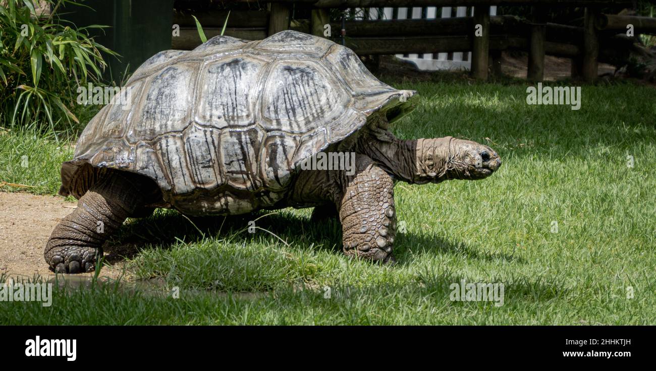 Zoo giant tortoise children hi-res stock photography and images - Alamy