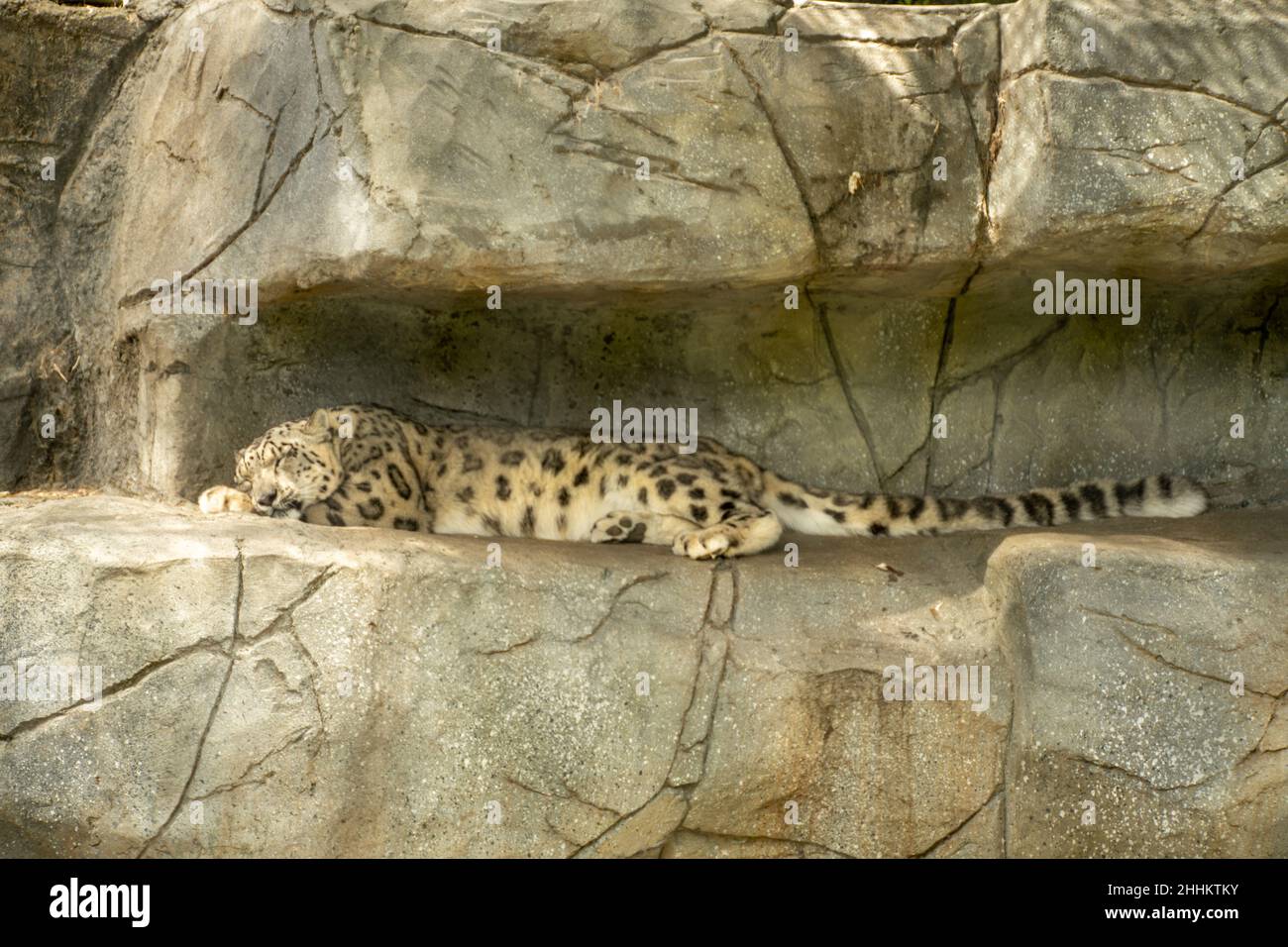 Powerful snow Leopard sleeping at Zoo Stock Photo - Alamy