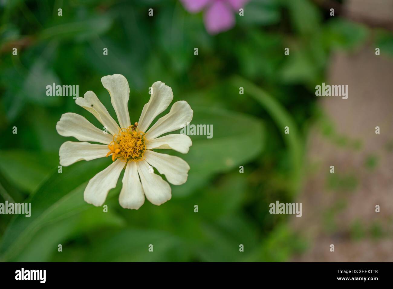 Macro photo of wild flower on the park when spring time. the photos is ...