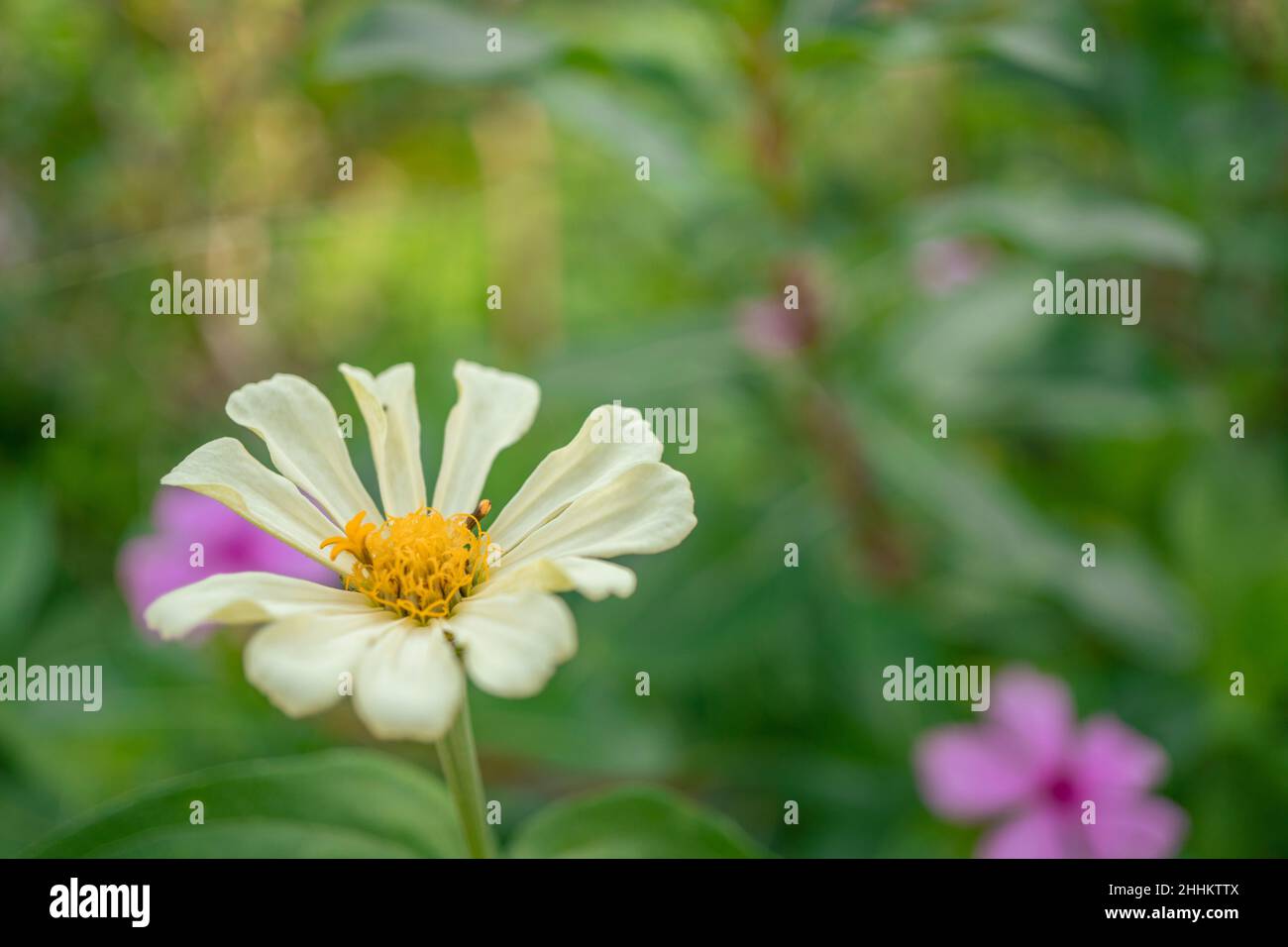 Macro photo of wild flower on the park when spring time. the photos is ...