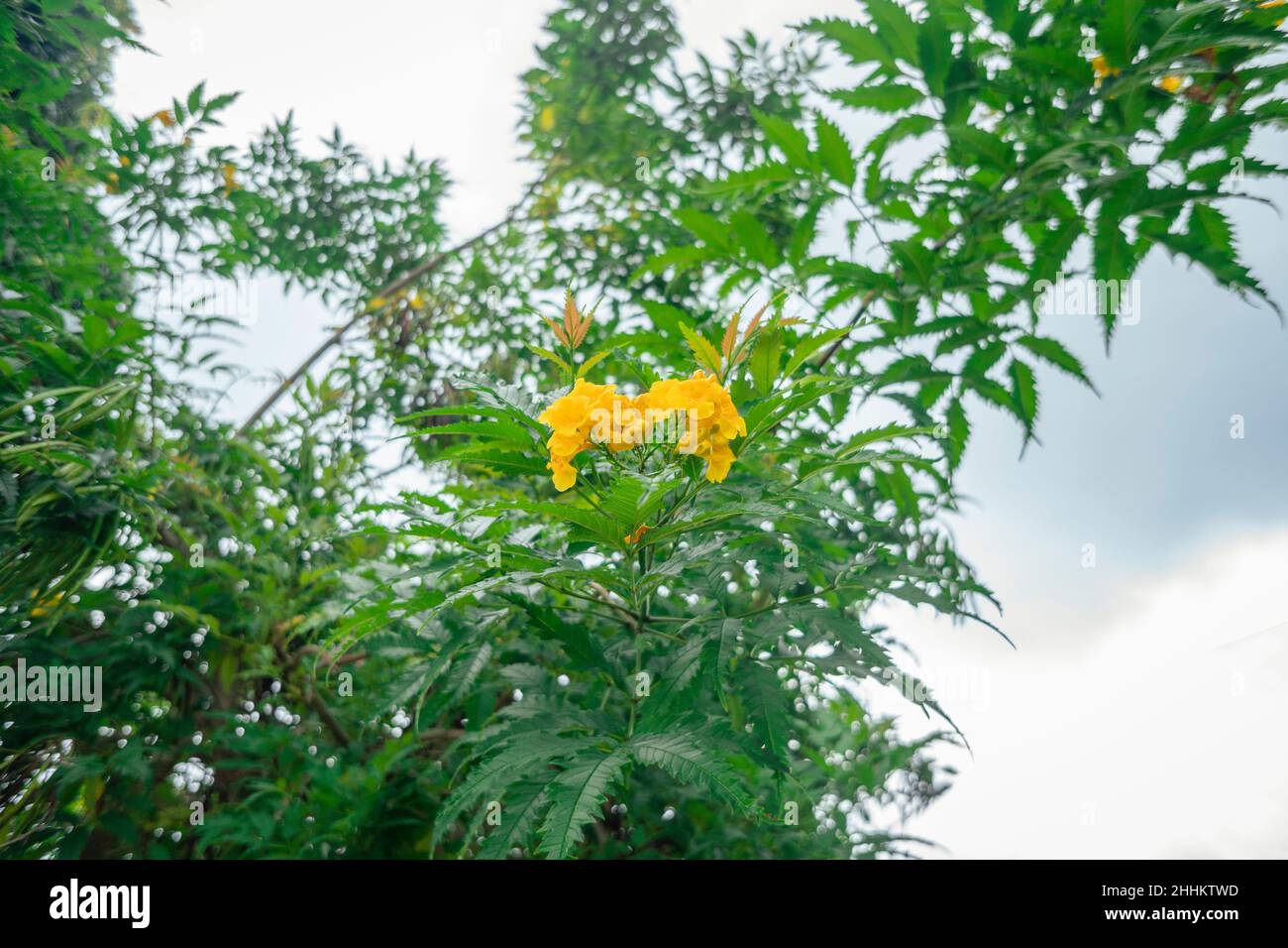 Macro photo of wild flower on the park when spring time. the photos is ...