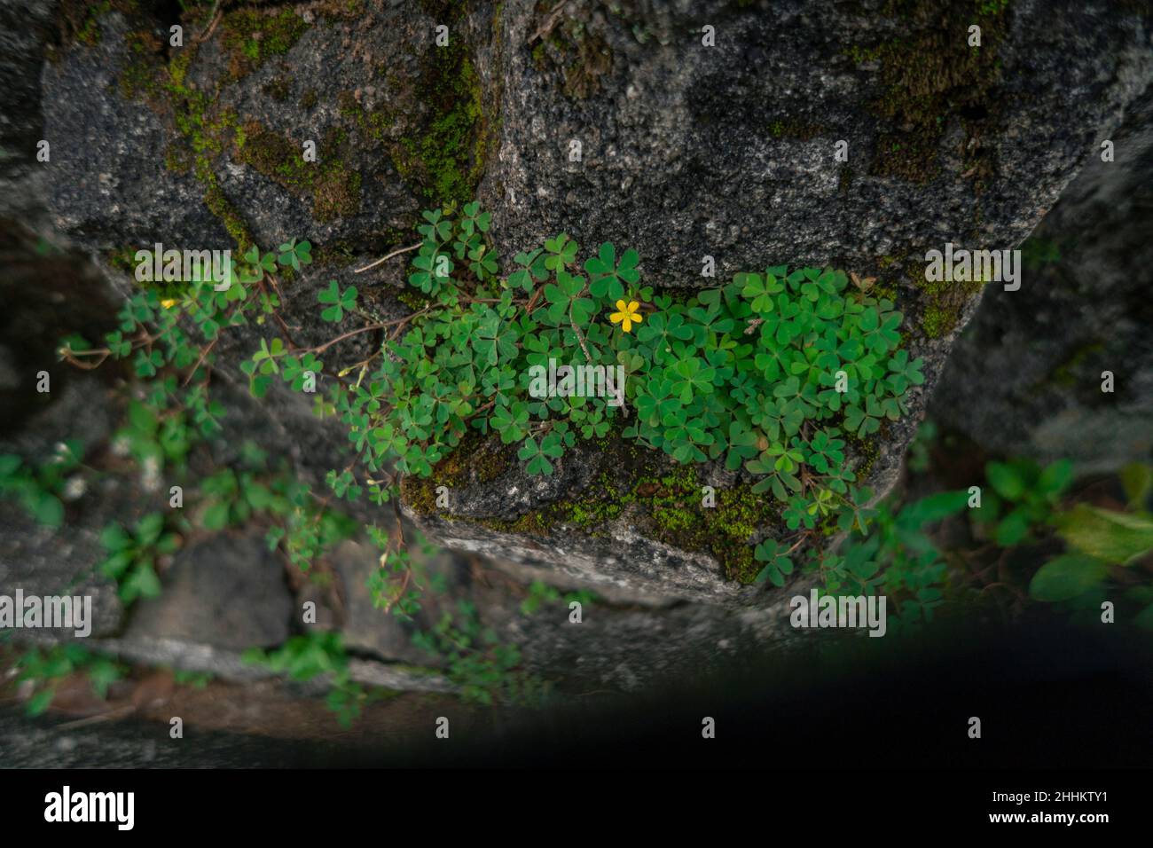 Macro photo of wild flower on the park when spring time. the photos is ...