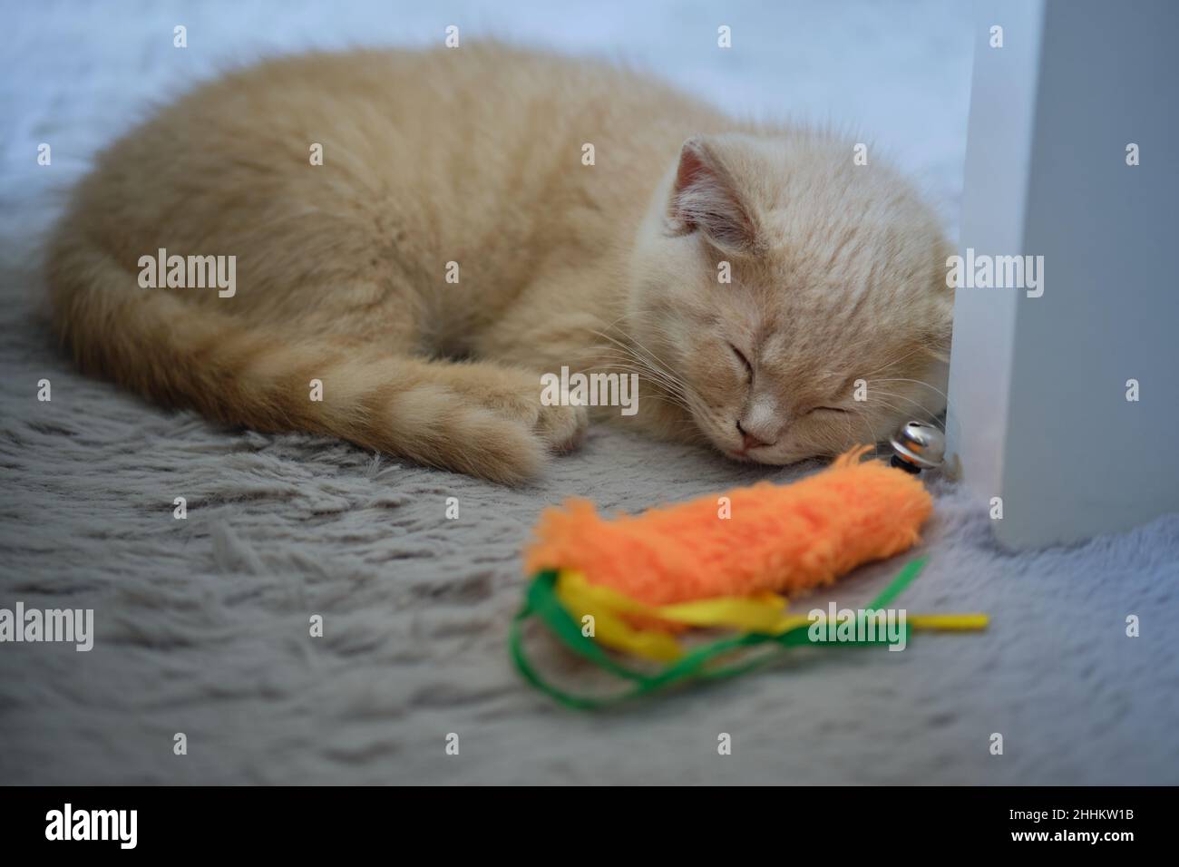 A very tired ginger cat is napping on the carpet next to its toy Stock ...
