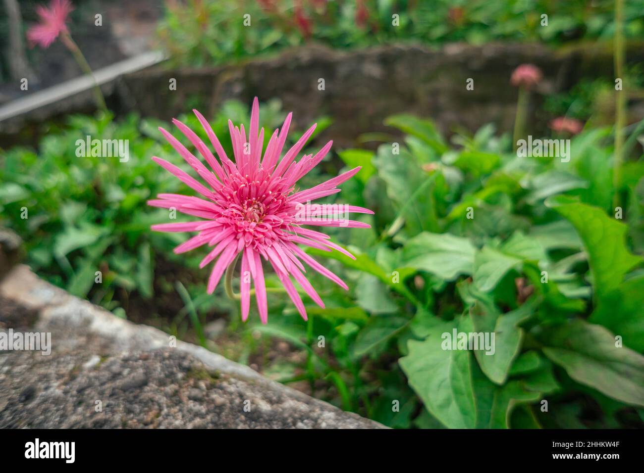 Macro photo of wild flower on the park when spring time. the photos is ...