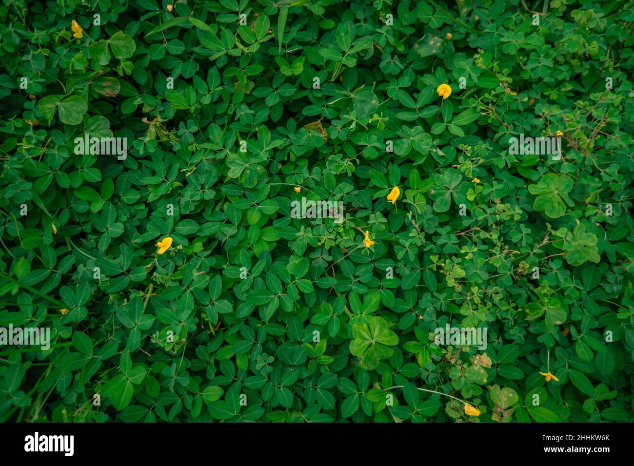 Macro photo of wild flower on the park when spring time. the photos is ...