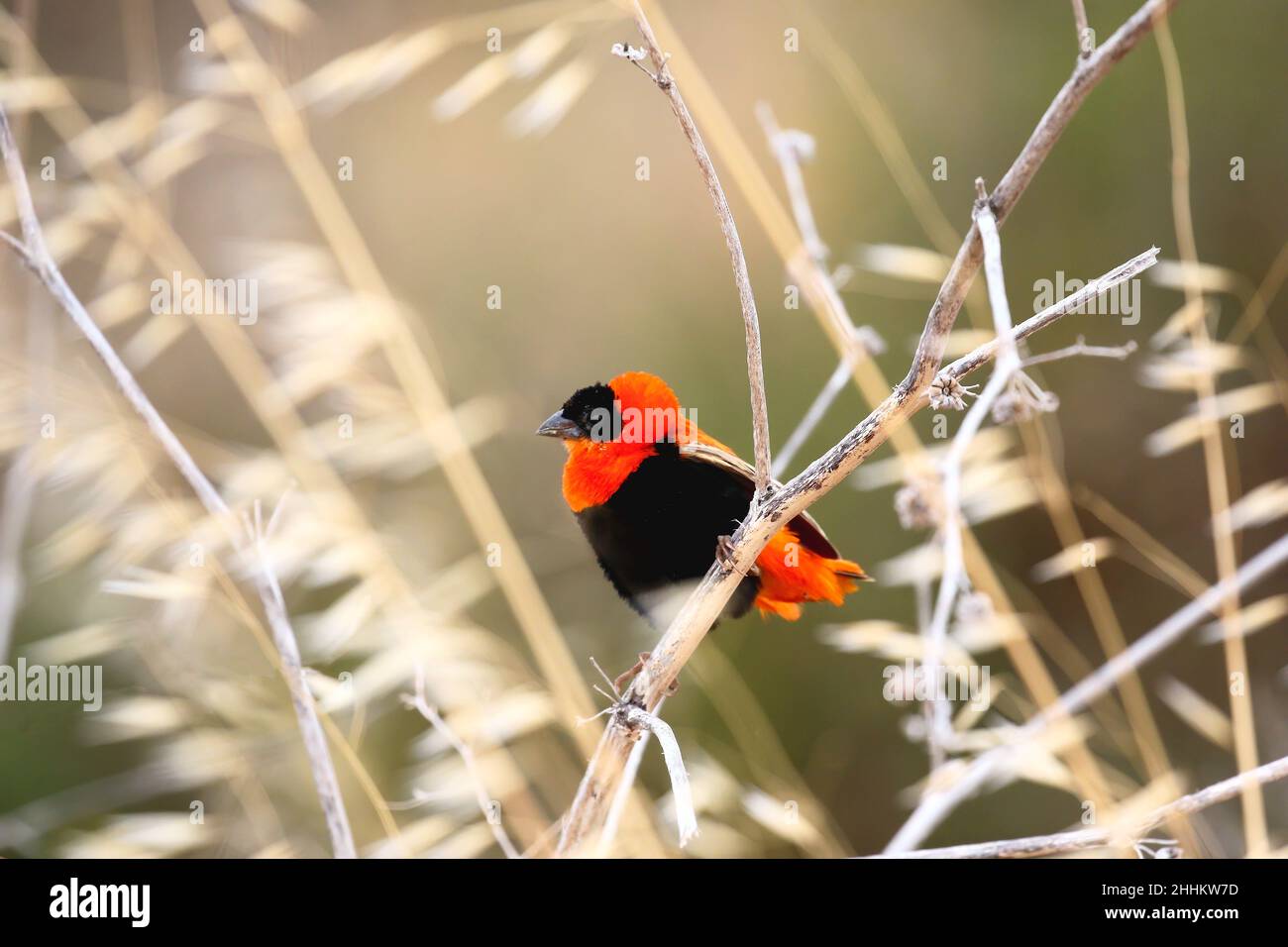Southern Red Bishop Stock Photo - Alamy