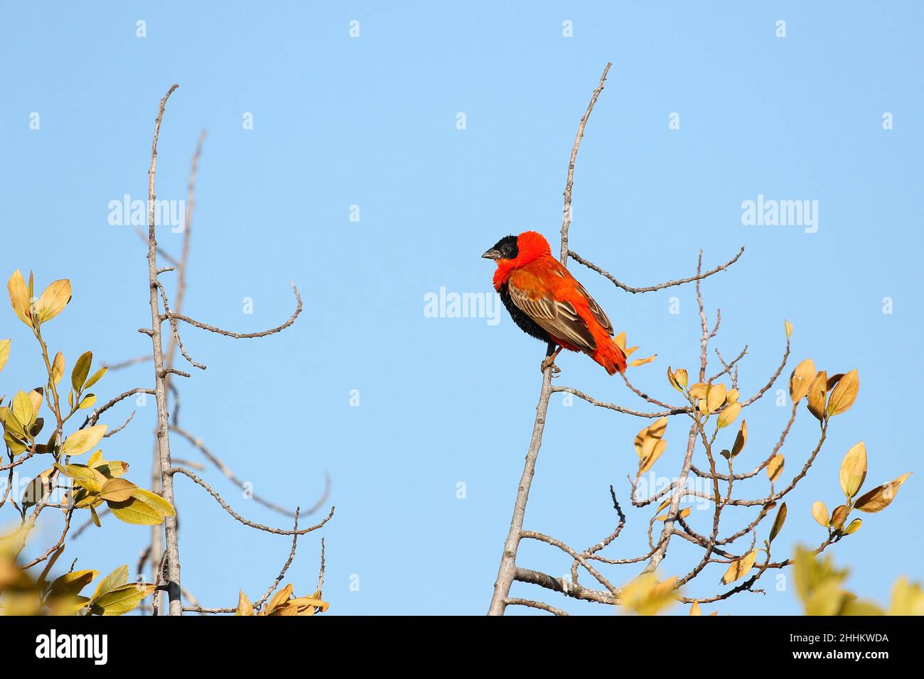 Southern Red Bishop Stock Photo - Alamy
